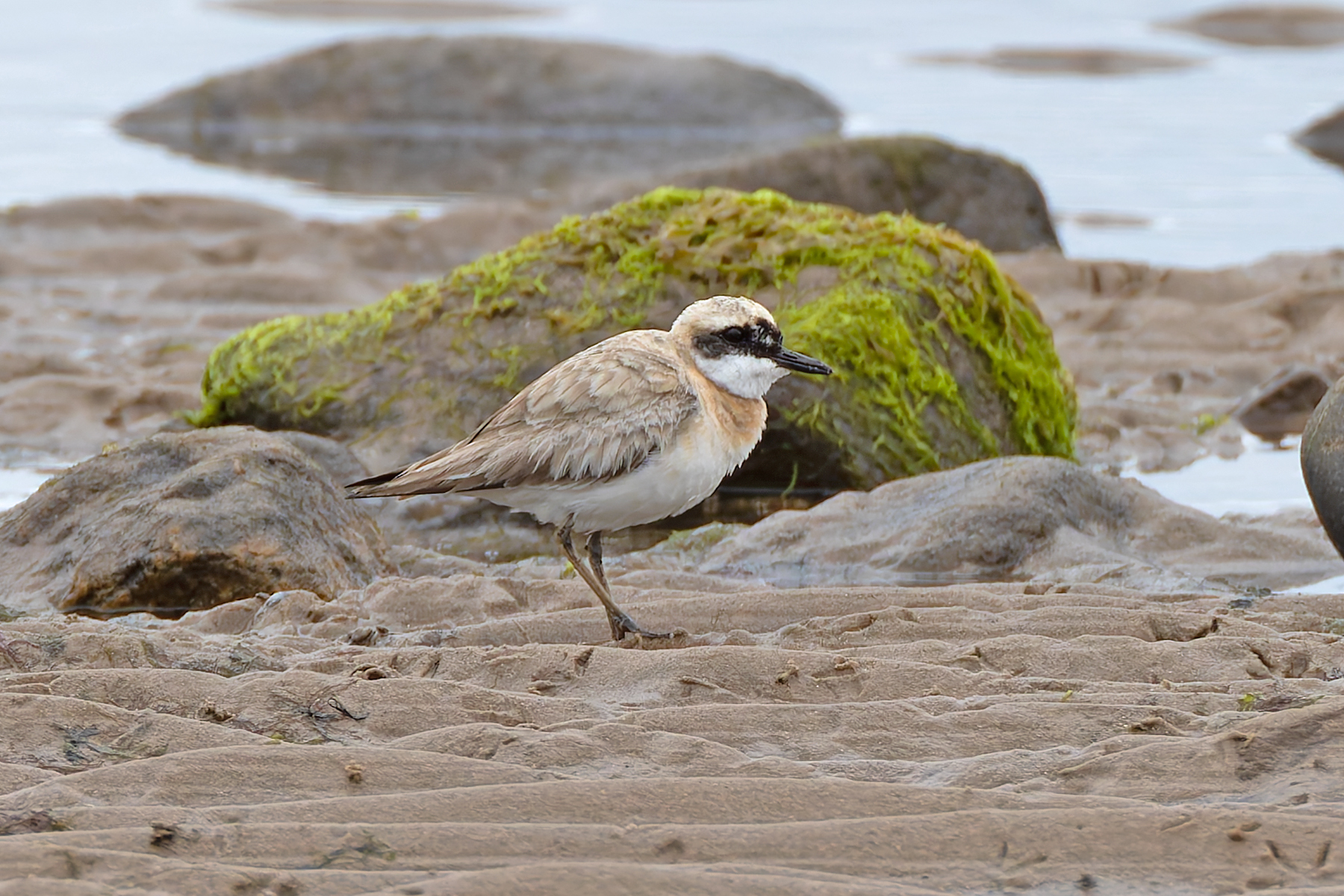 Greater Sand Plover by Tom Tams - BirdGuides