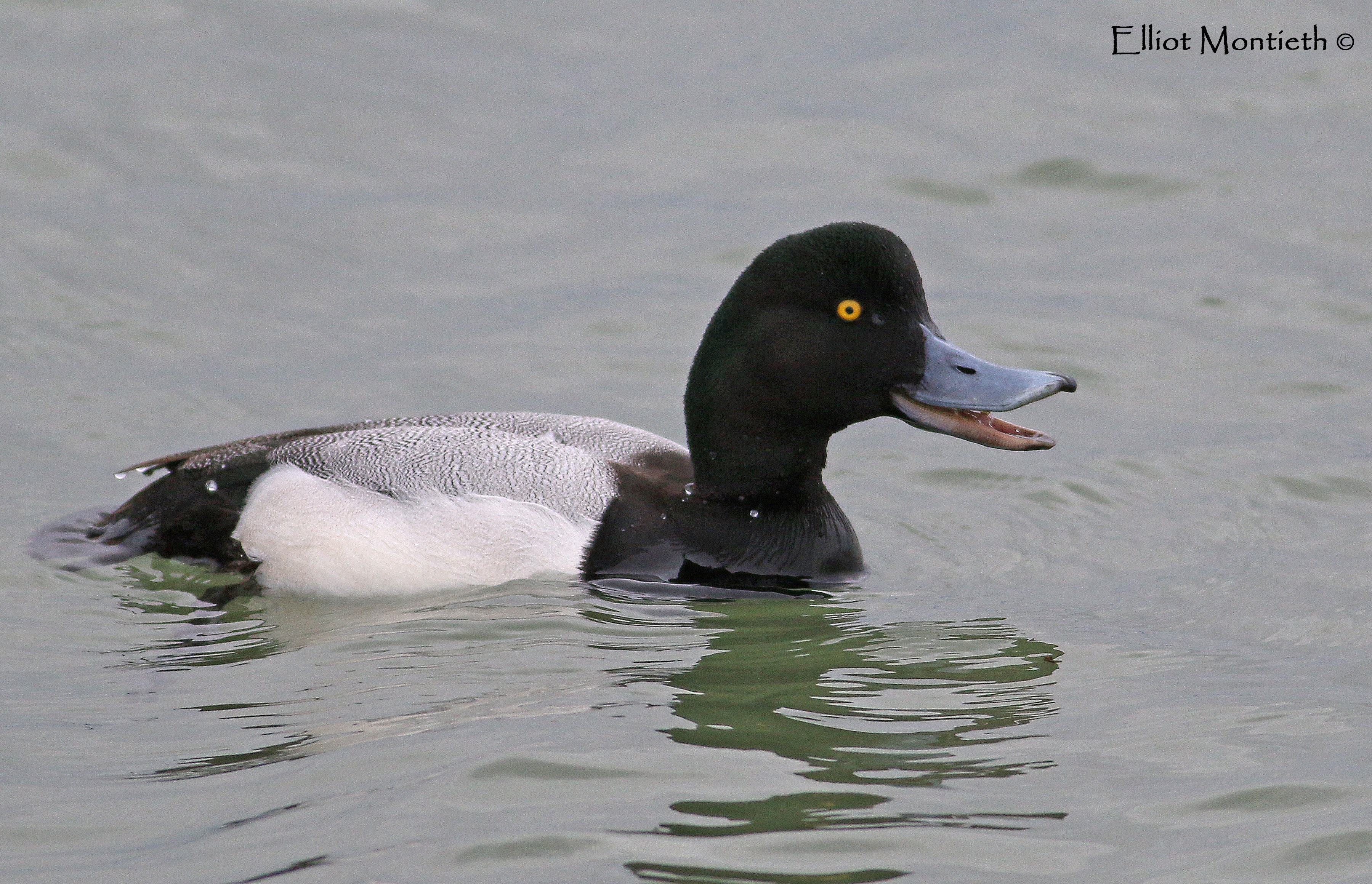Details : Greater Scaup - BirdGuides