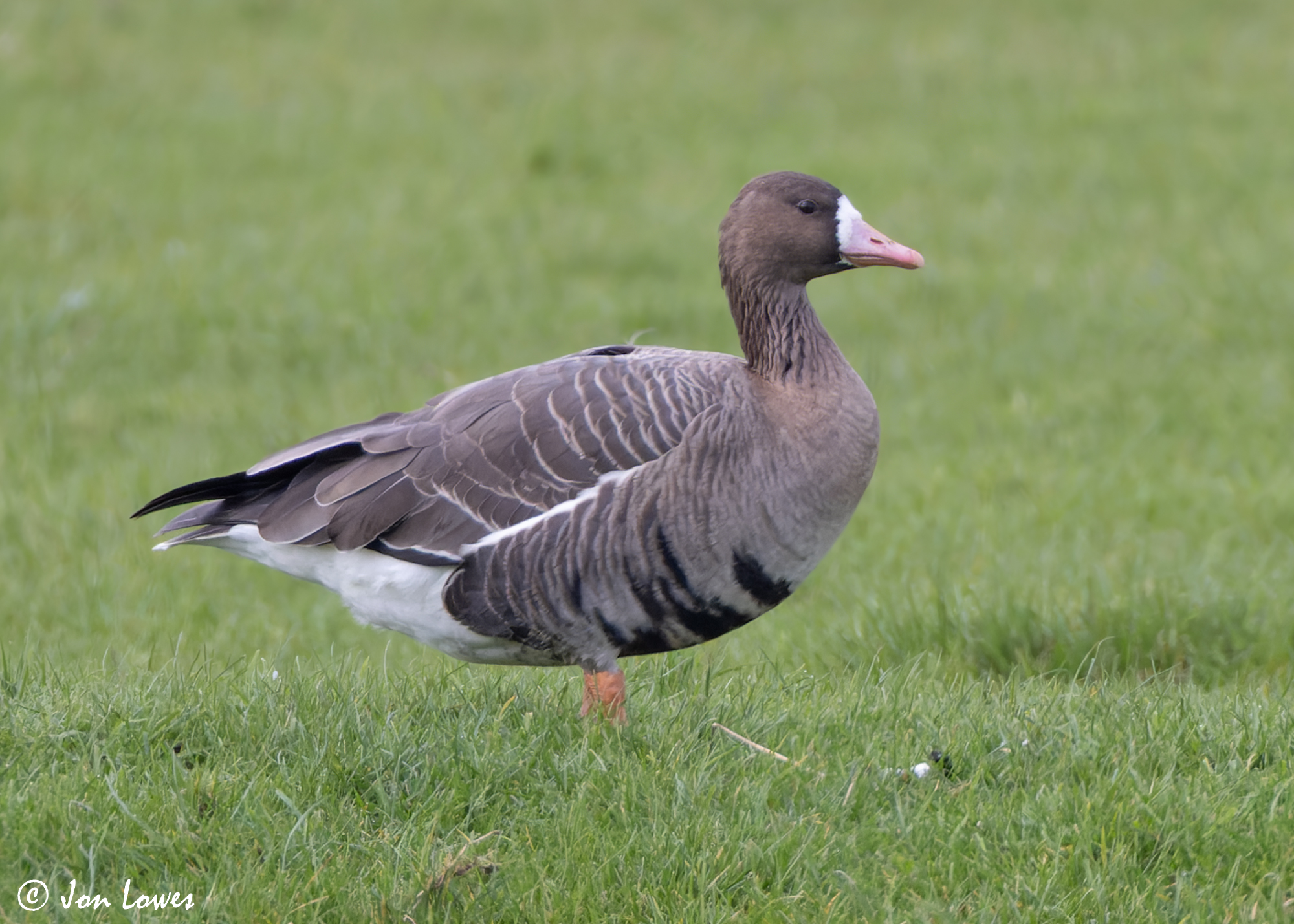 Russian White-fronted Goose by Jonathan Lowes - BirdGuides