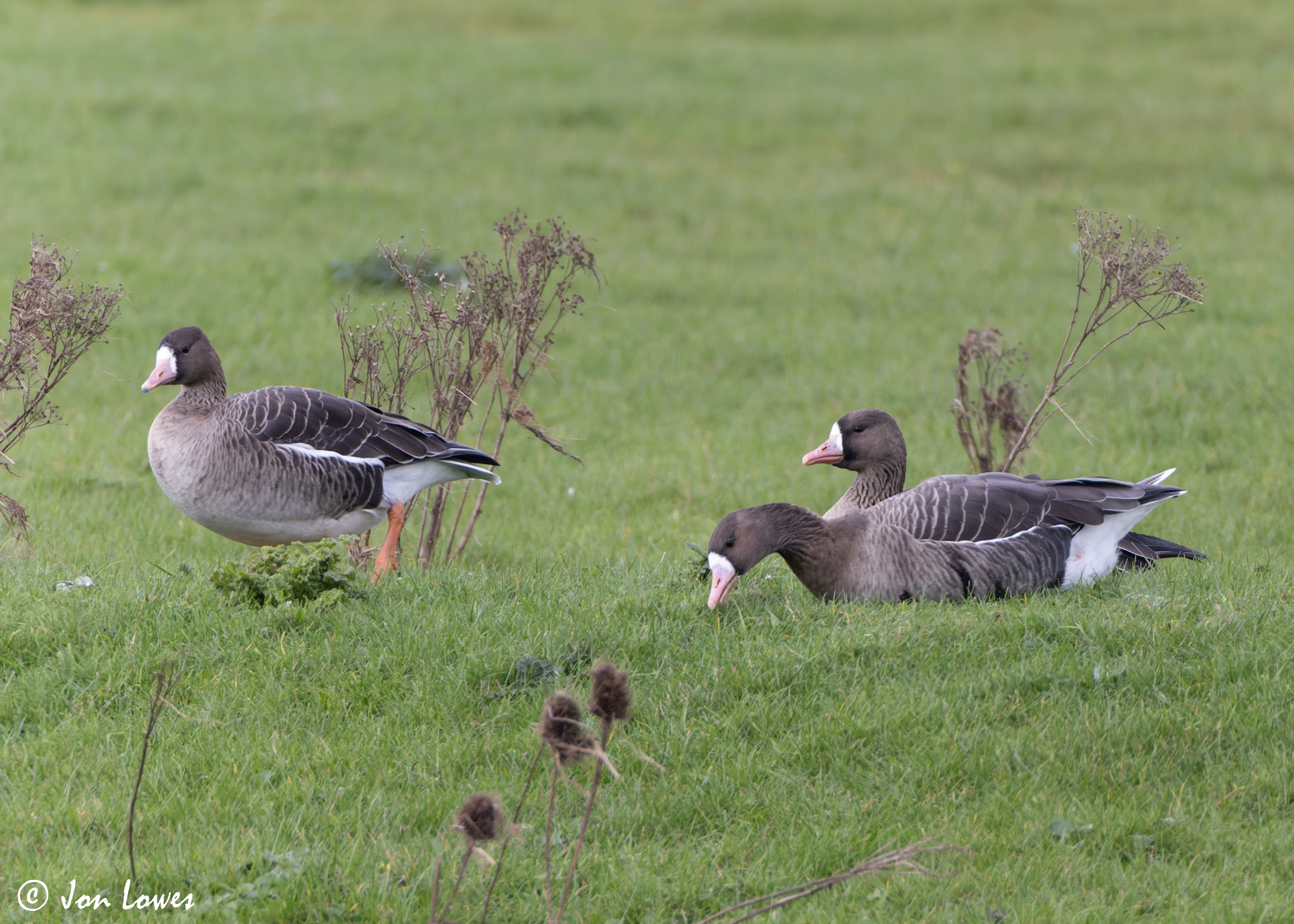Russian White-fronted Goose by Jonathan Lowes - BirdGuides