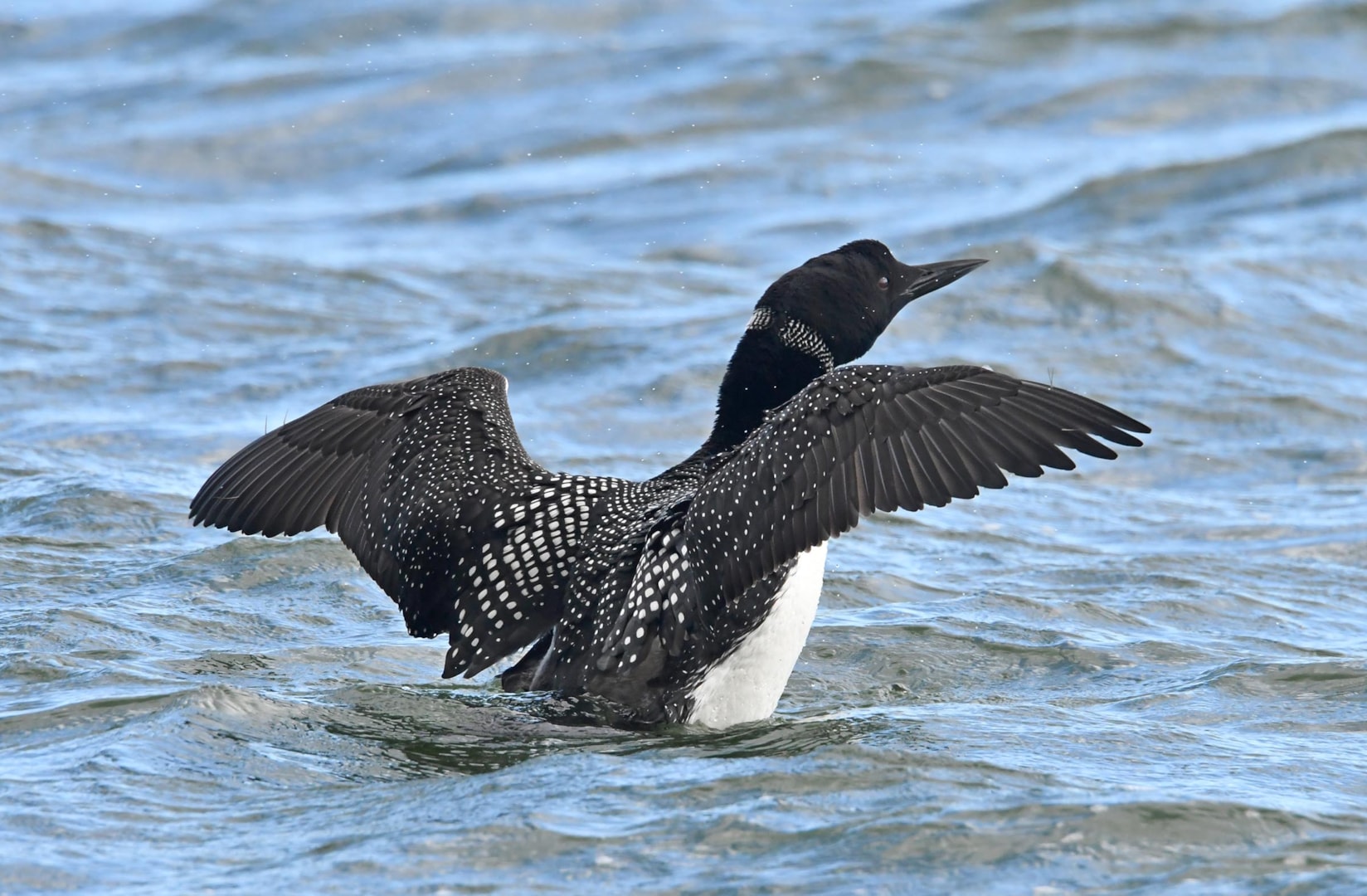 Great Northern Diver by Richard Mills - BirdGuides