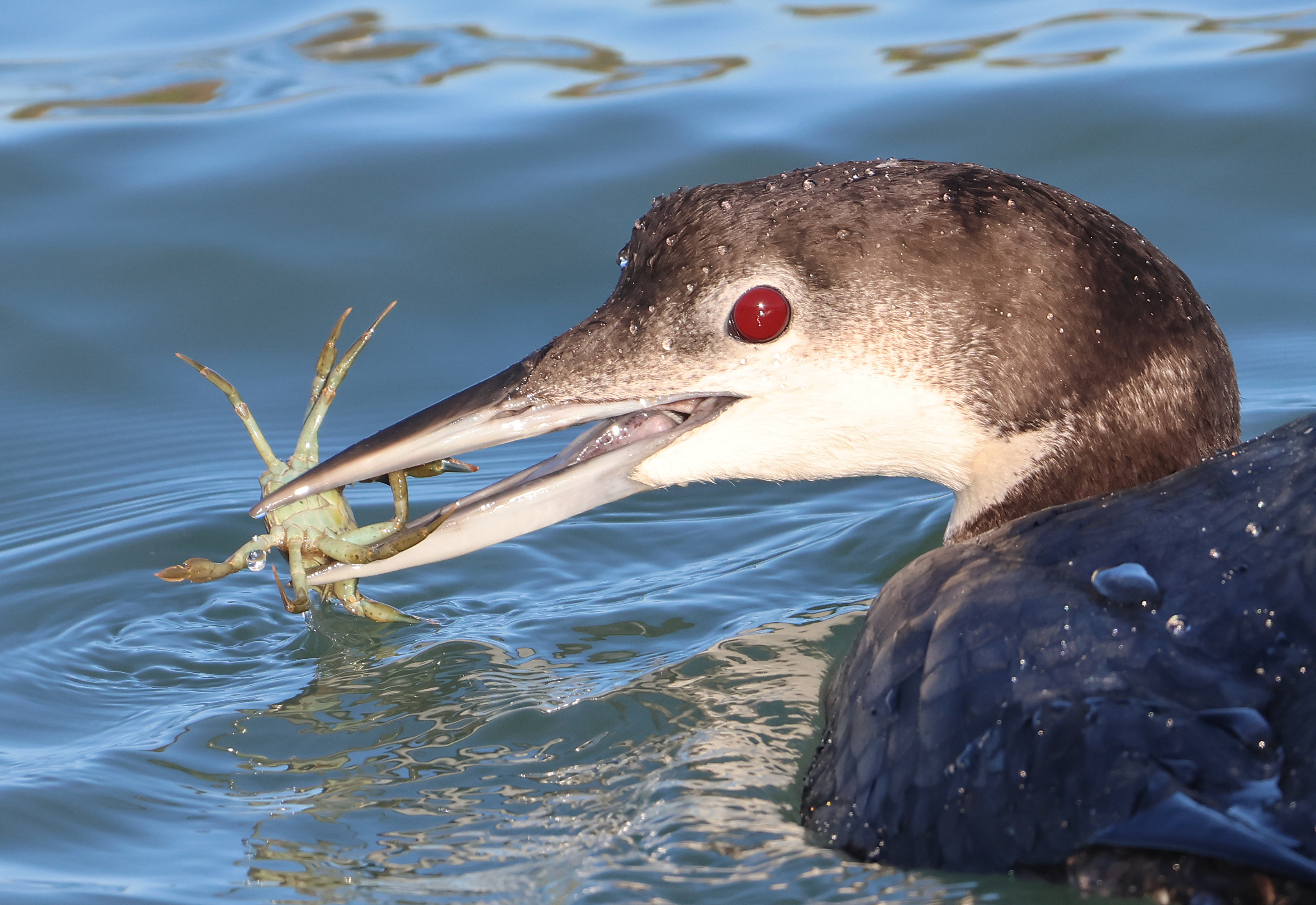 Great Northern Diver by Richard Mills - BirdGuides