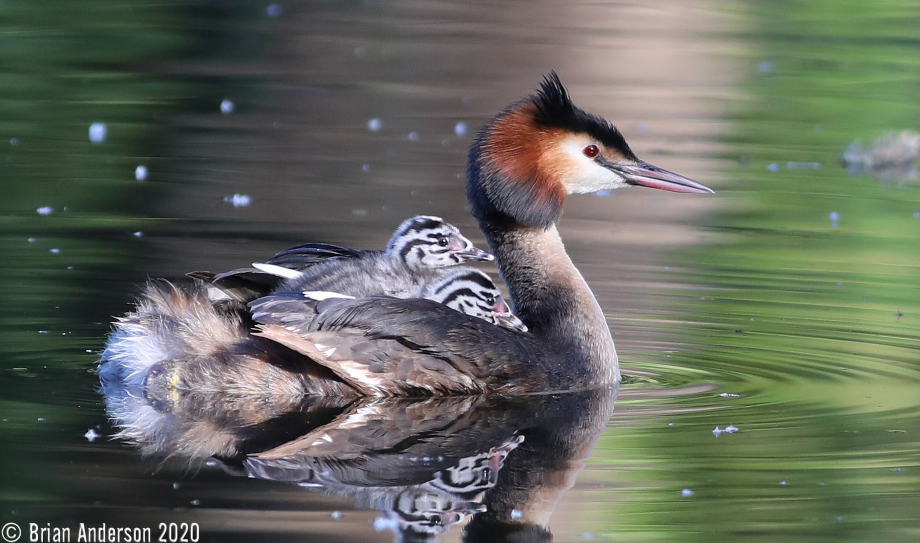 Great Crested Grebe by Brian Anderson - BirdGuides
