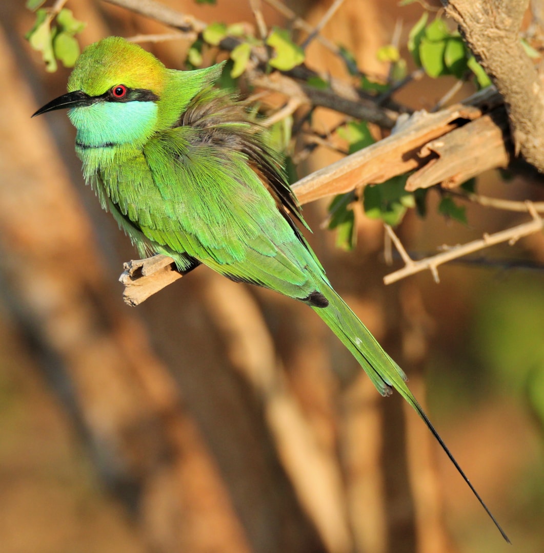 Green Bee-eater by Phil Ellis - BirdGuides