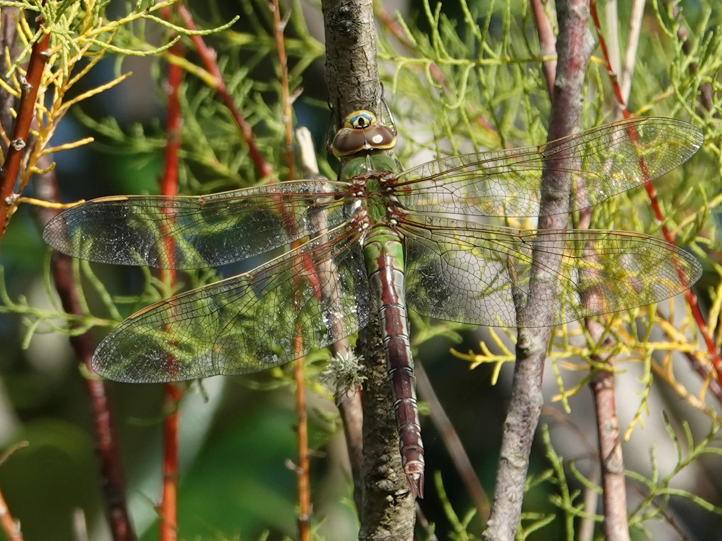 Details : Green Darner - BirdGuides