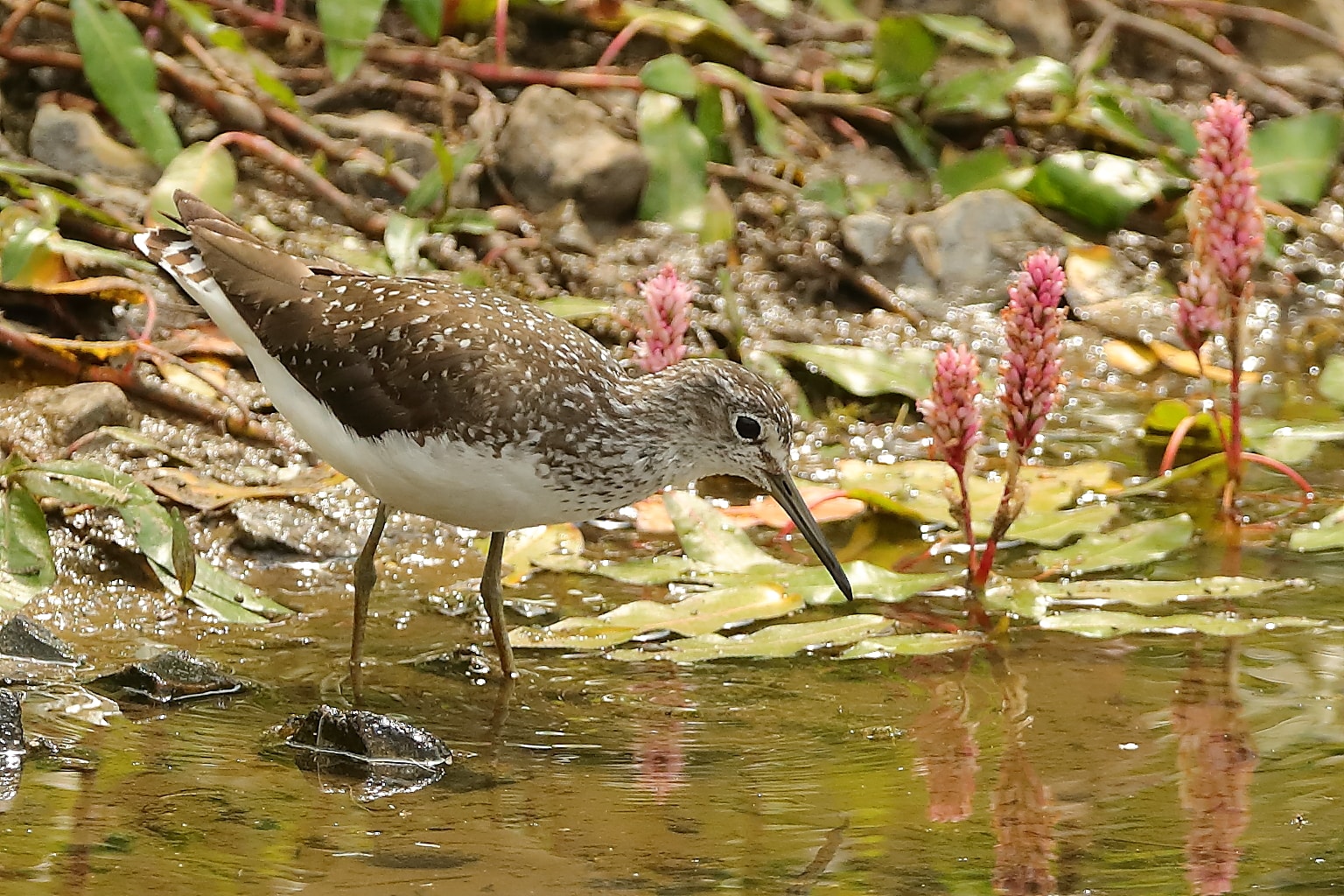 Green Sandpiper by Mike Trew - BirdGuides