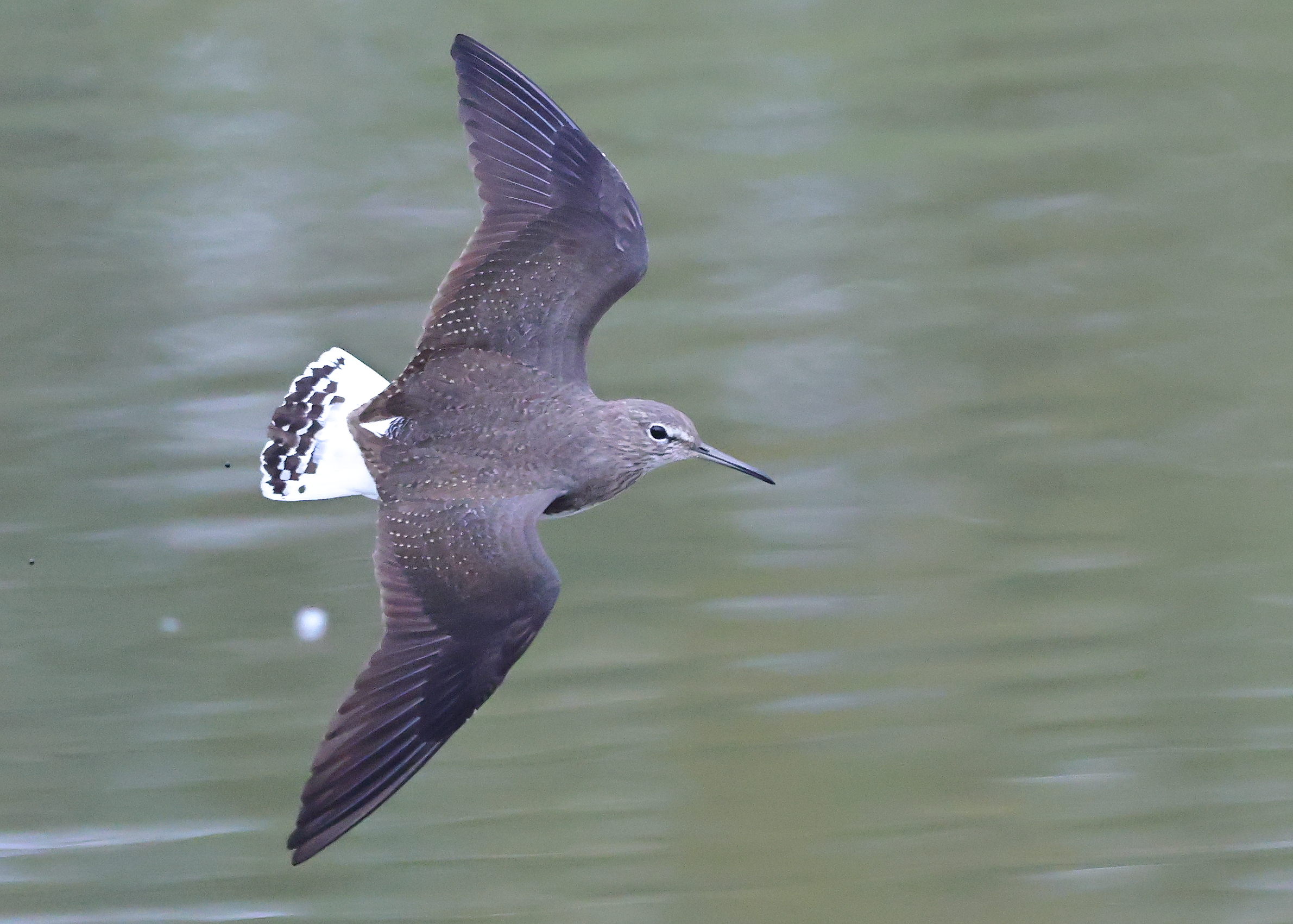Green Sandpiper by Mike Trew - BirdGuides