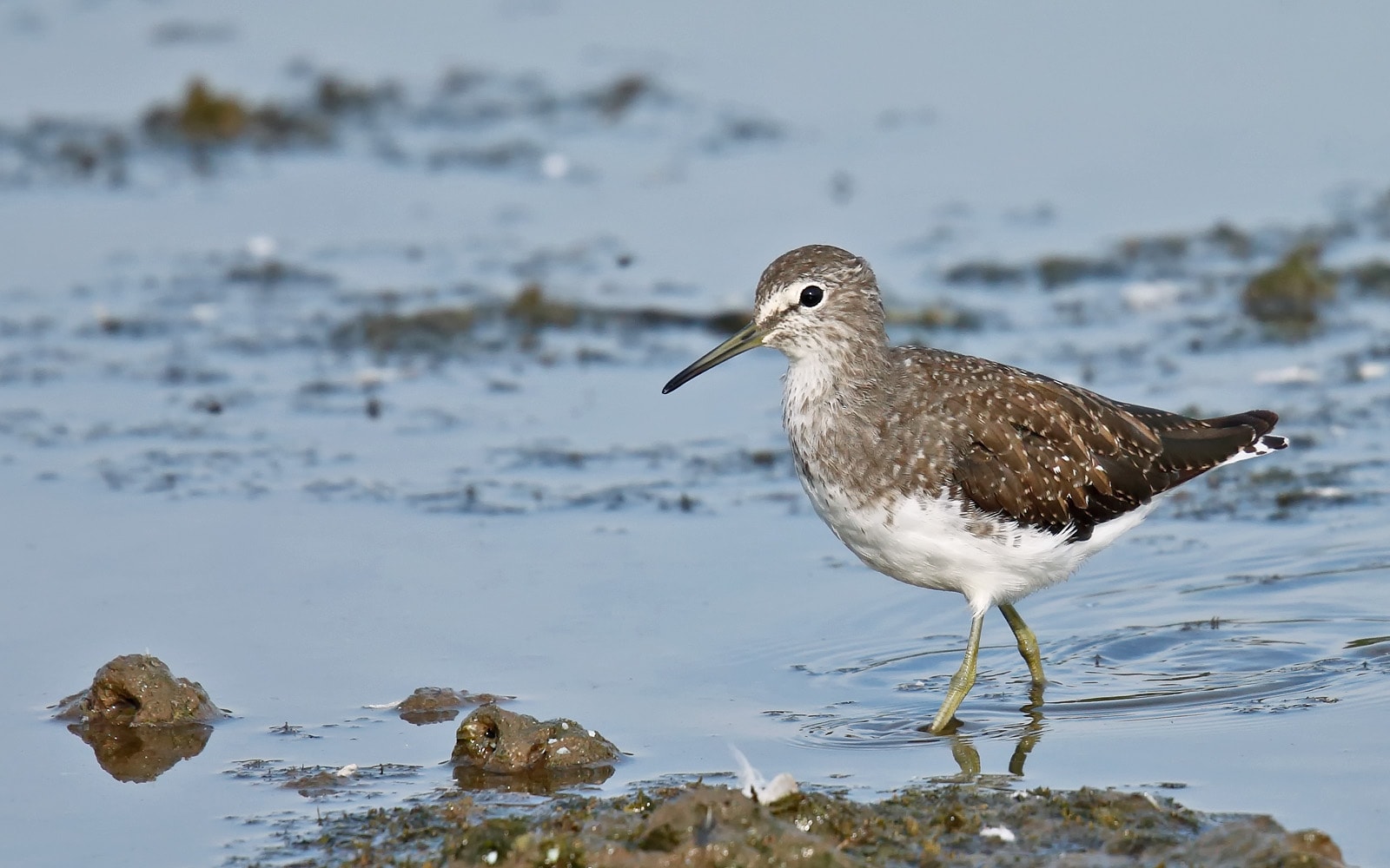 Green Sandpiper by Tony Davison - BirdGuides
