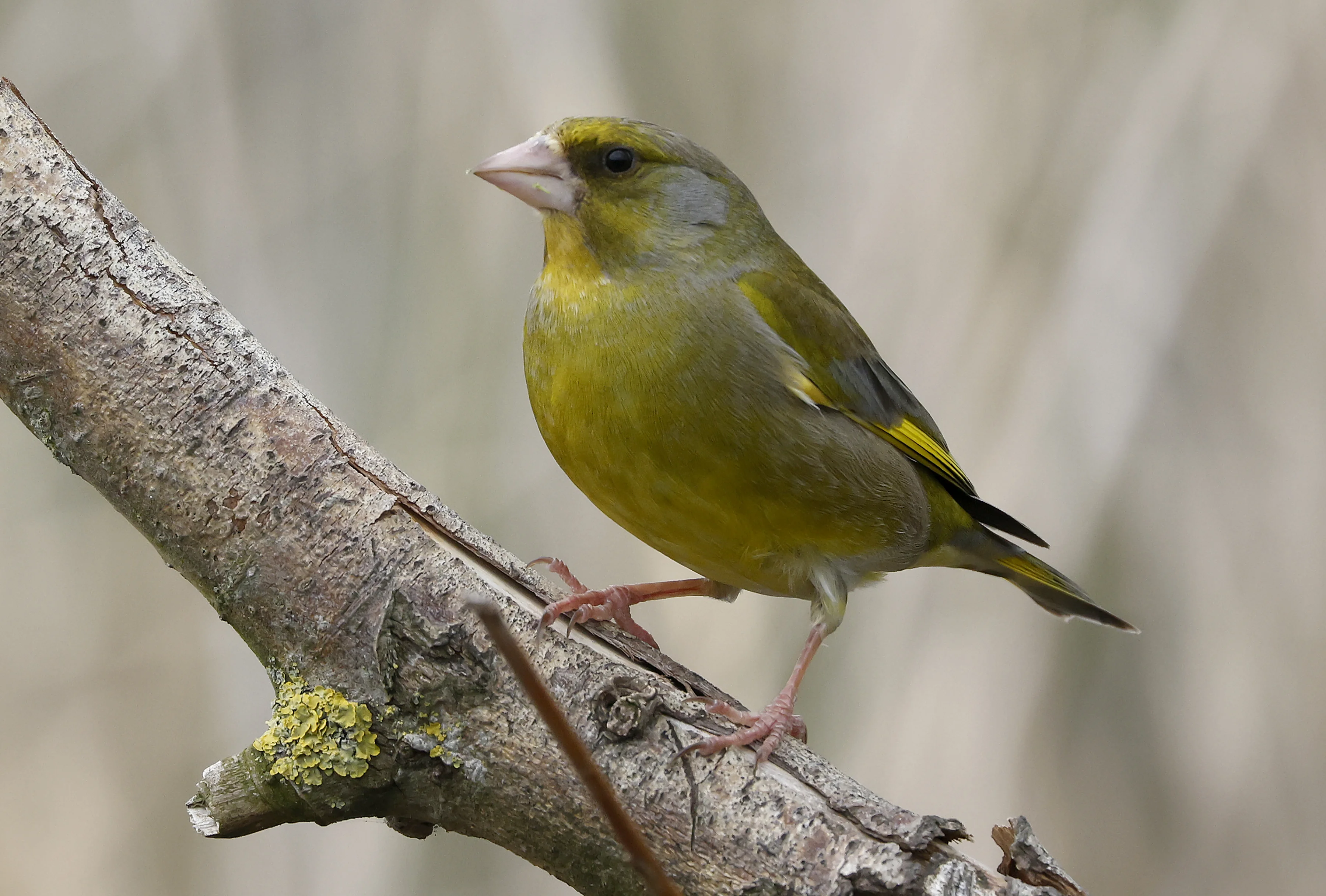 Details : Greenfinch - BirdGuides
