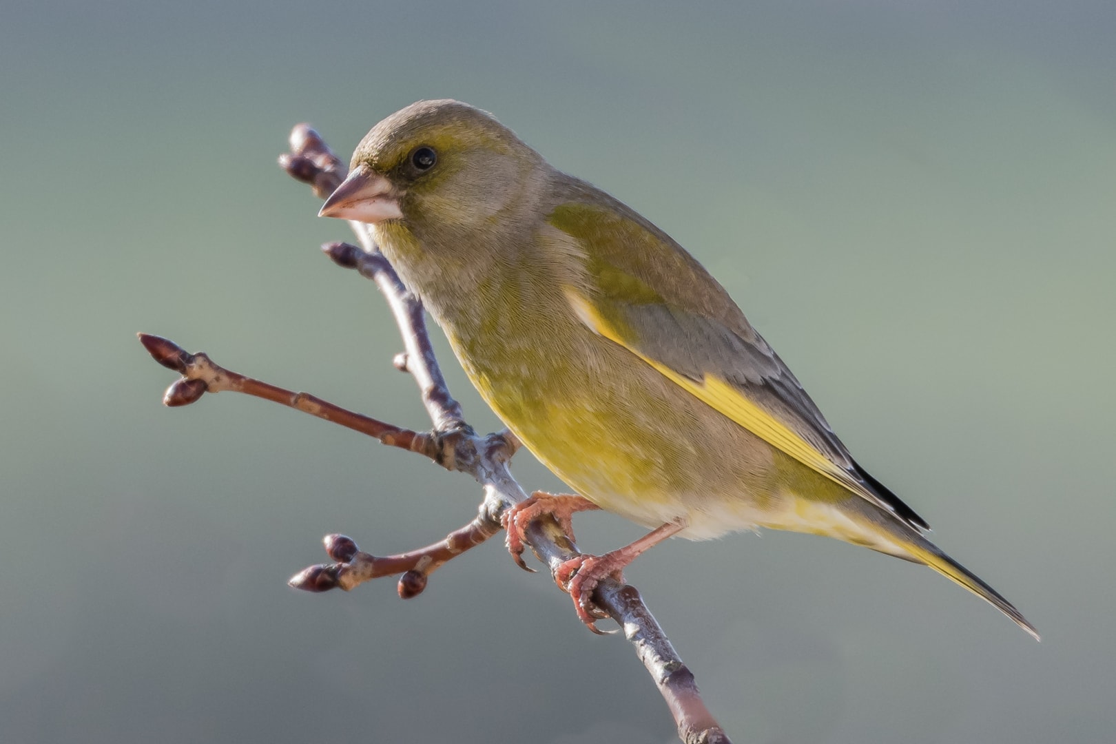 Greenfinch by J G Snowball - BirdGuides