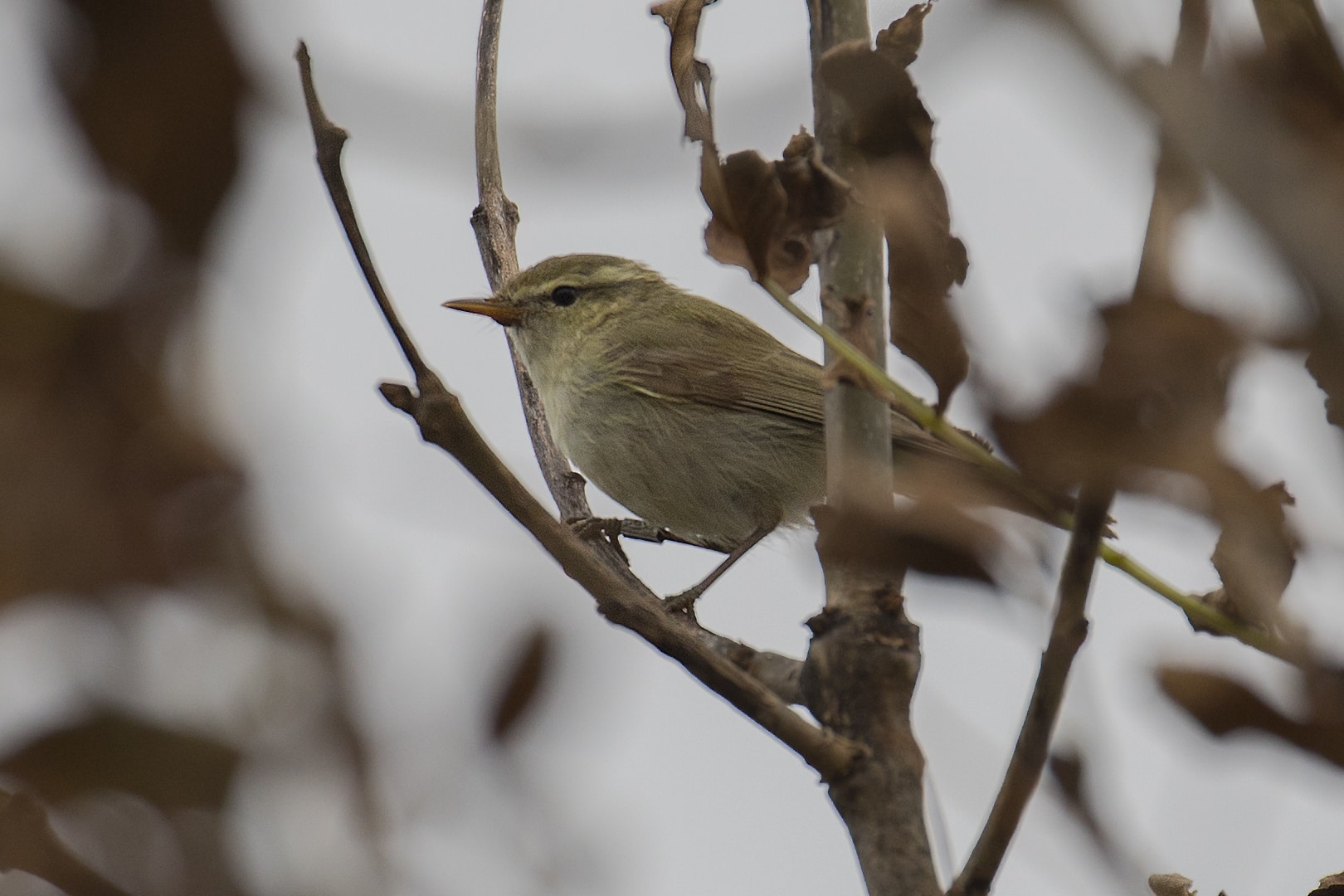 Greenish Warbler by Neil Hughes - BirdGuides