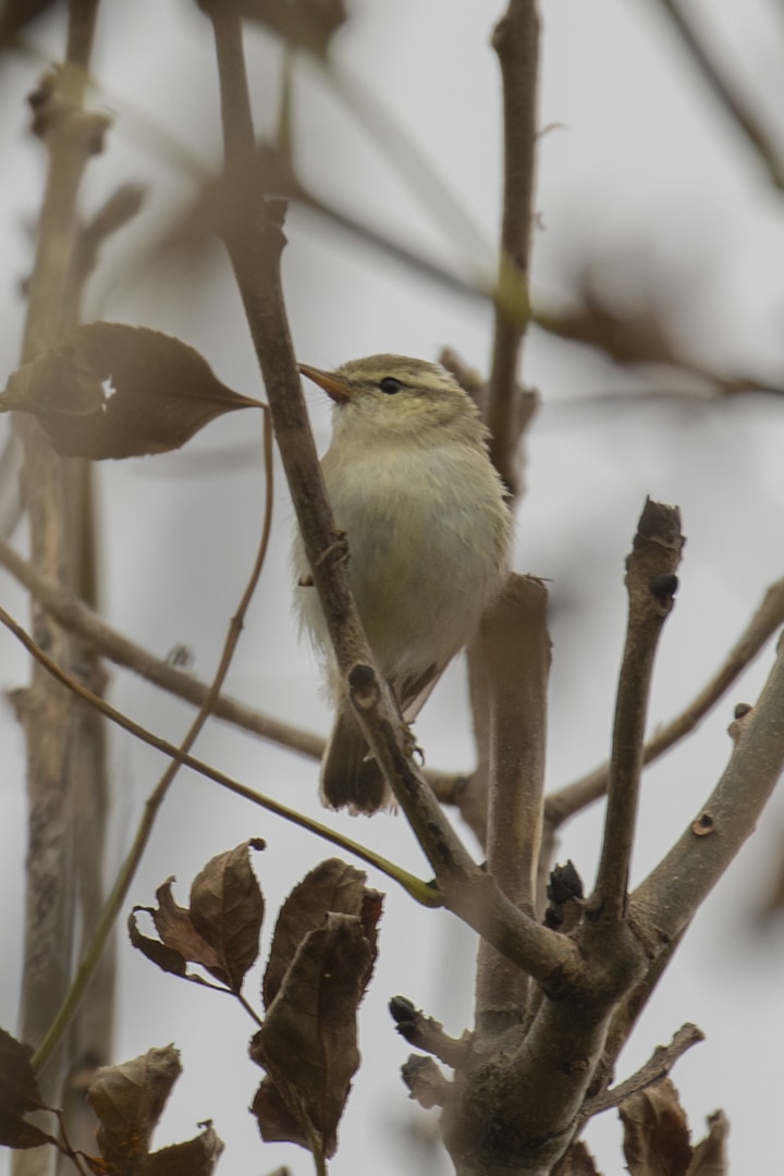 Greenish Warbler by Neil Hughes - BirdGuides