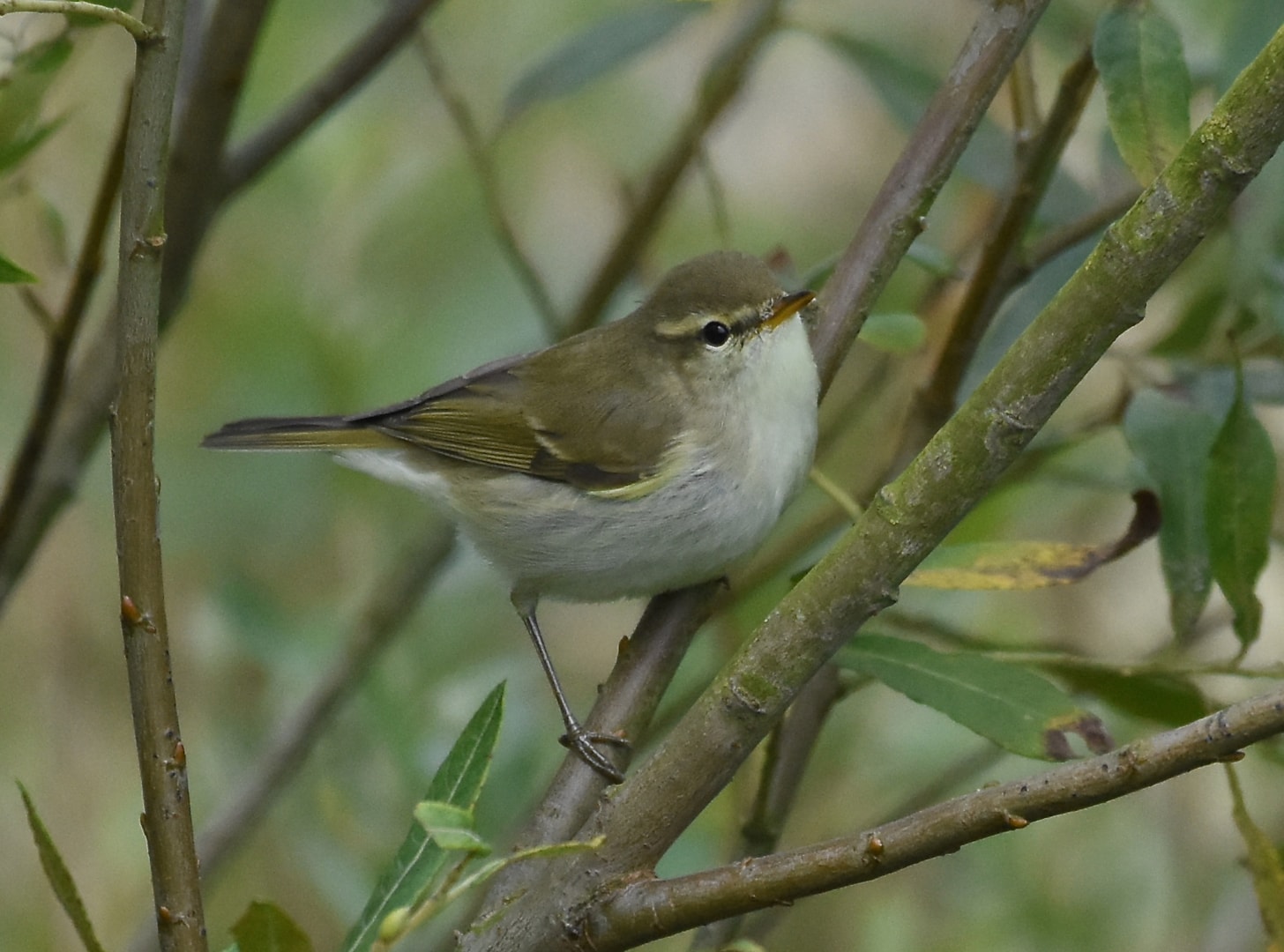 Greenish Warbler by Roger Ridley - BirdGuides