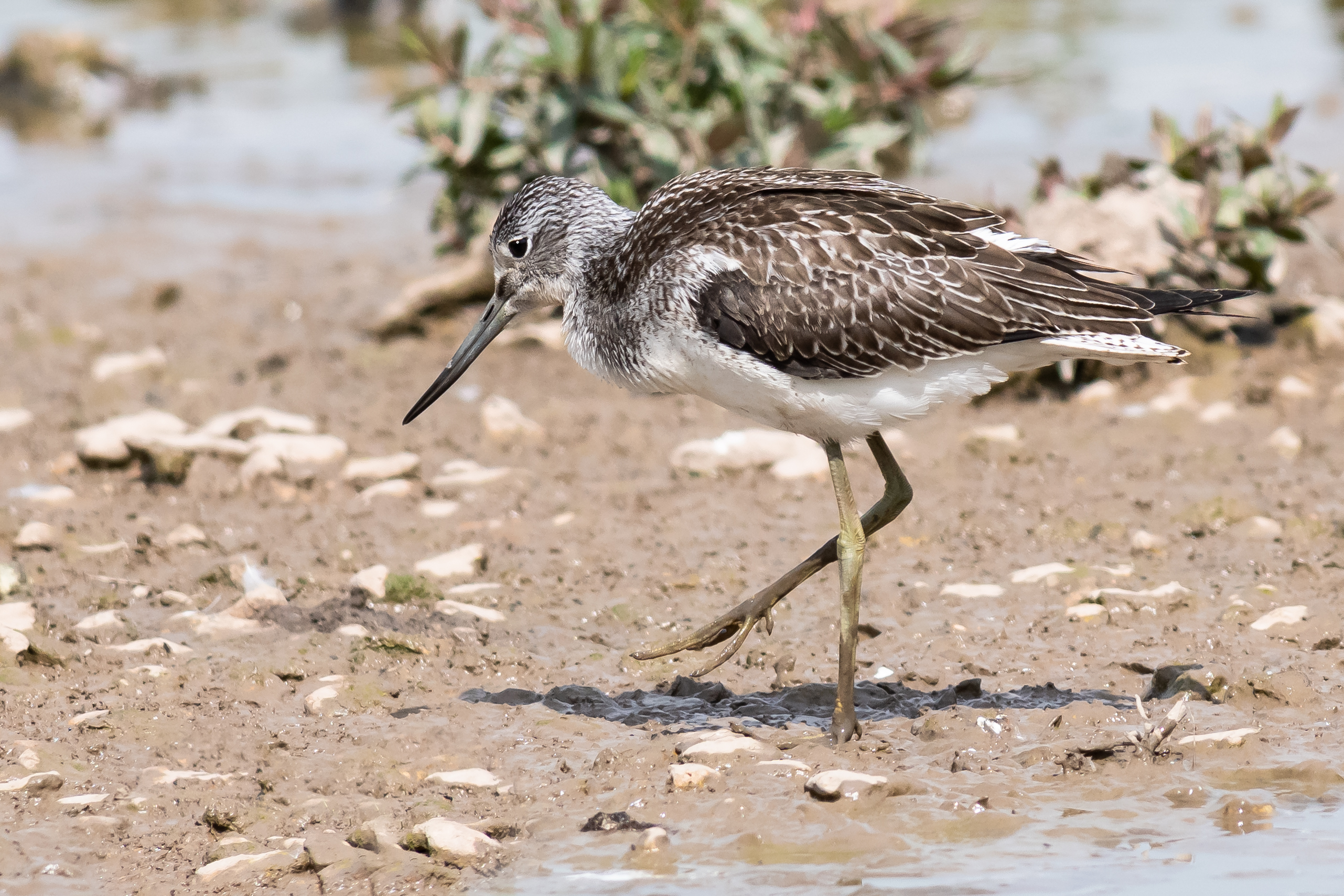 Greenshank by Geoff Snowball - BirdGuides