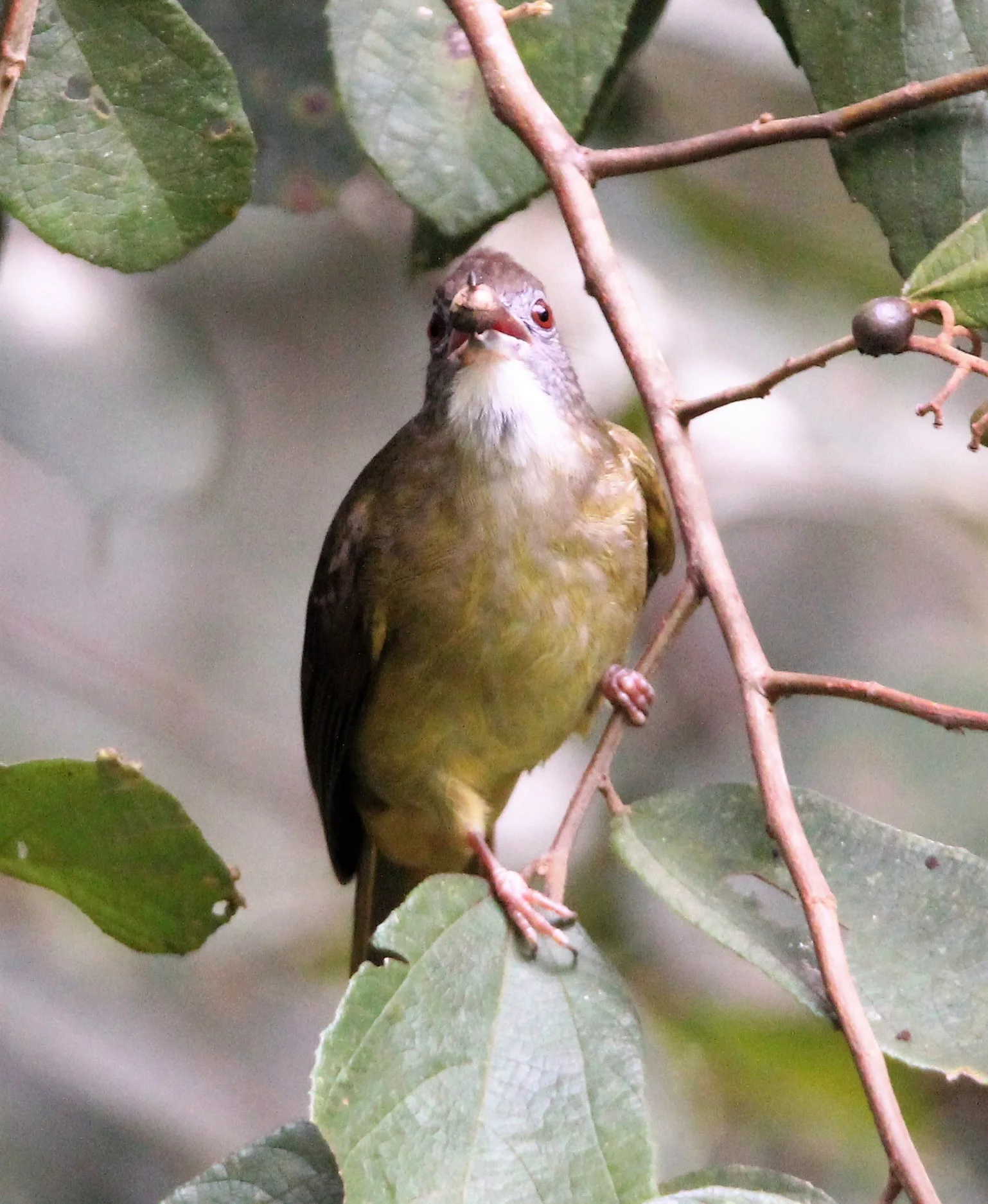 Details : Brown-cheeked Bulbul - BirdGuides