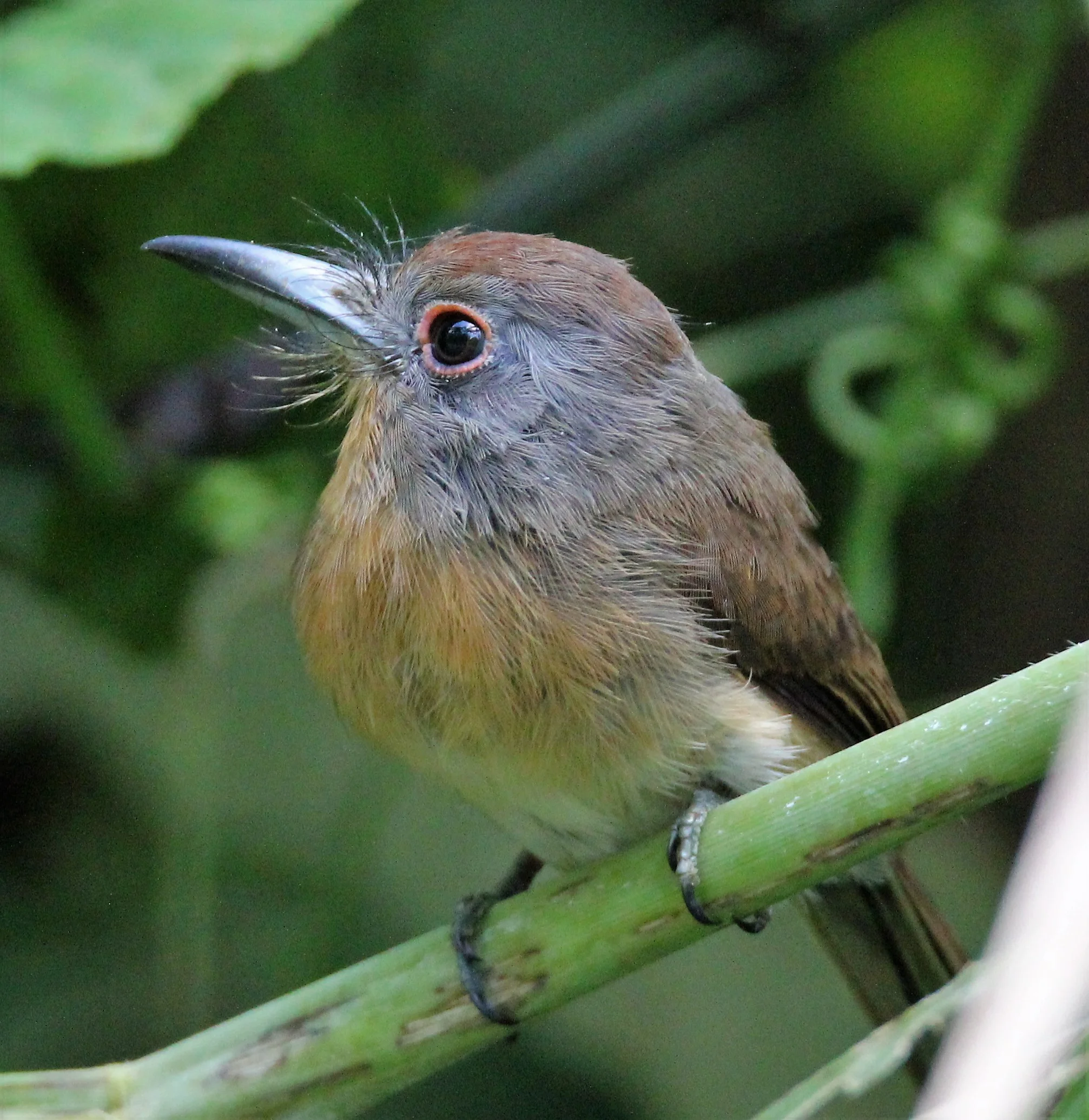Details : Grey-cheeked Nunlet - BirdGuides