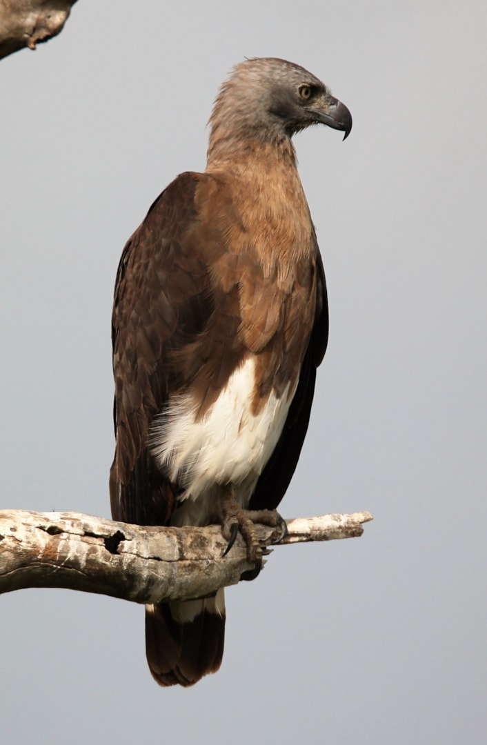 Grey-headed Fish Eagle by Phil Ellis - BirdGuides