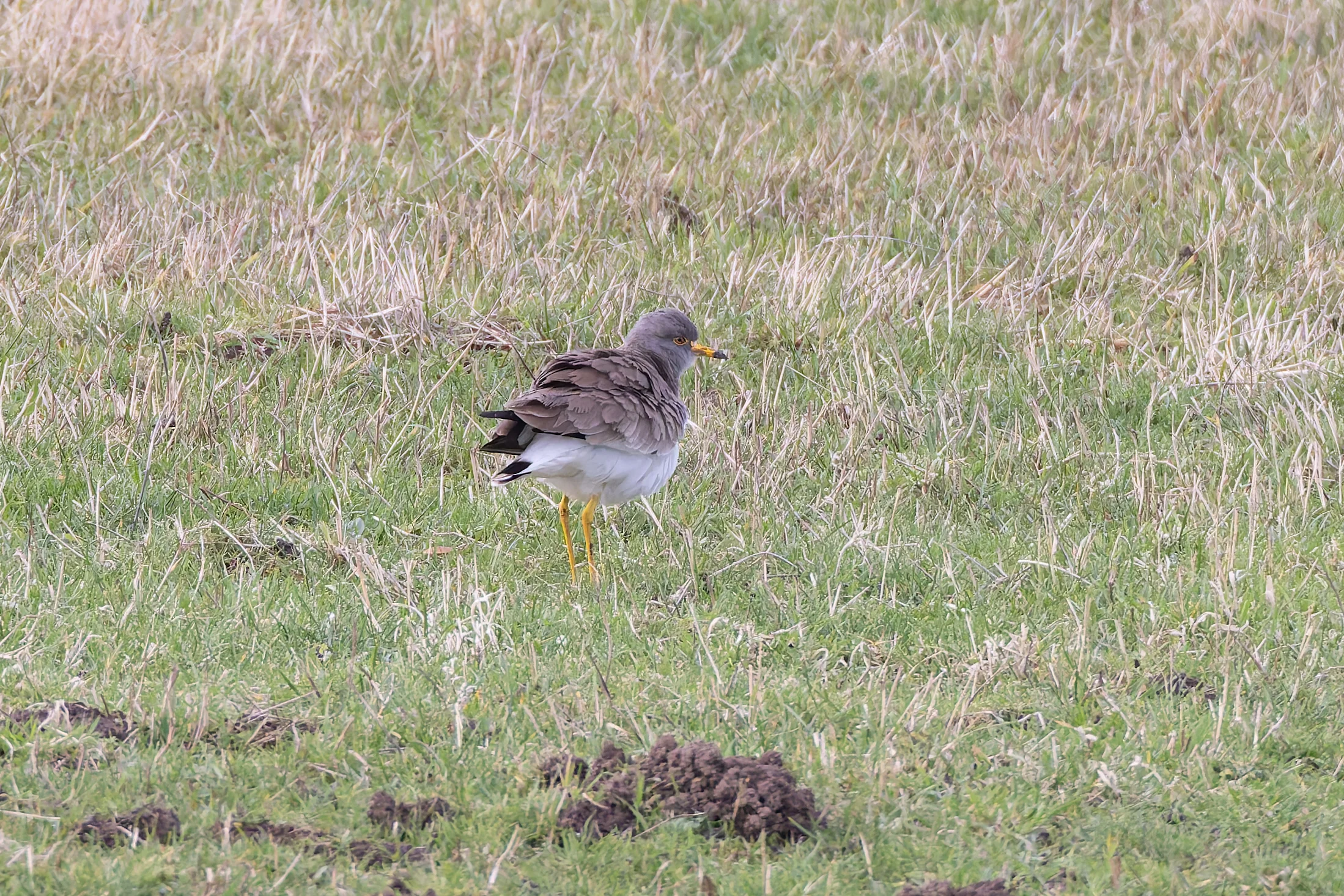 Sighting Report - BirdGuides