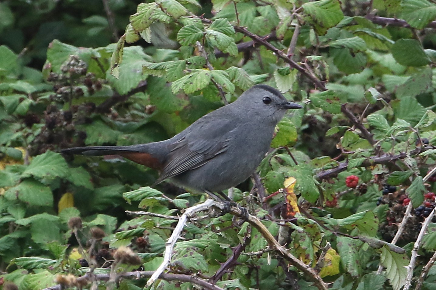 Details : Grey Catbird - BirdGuides