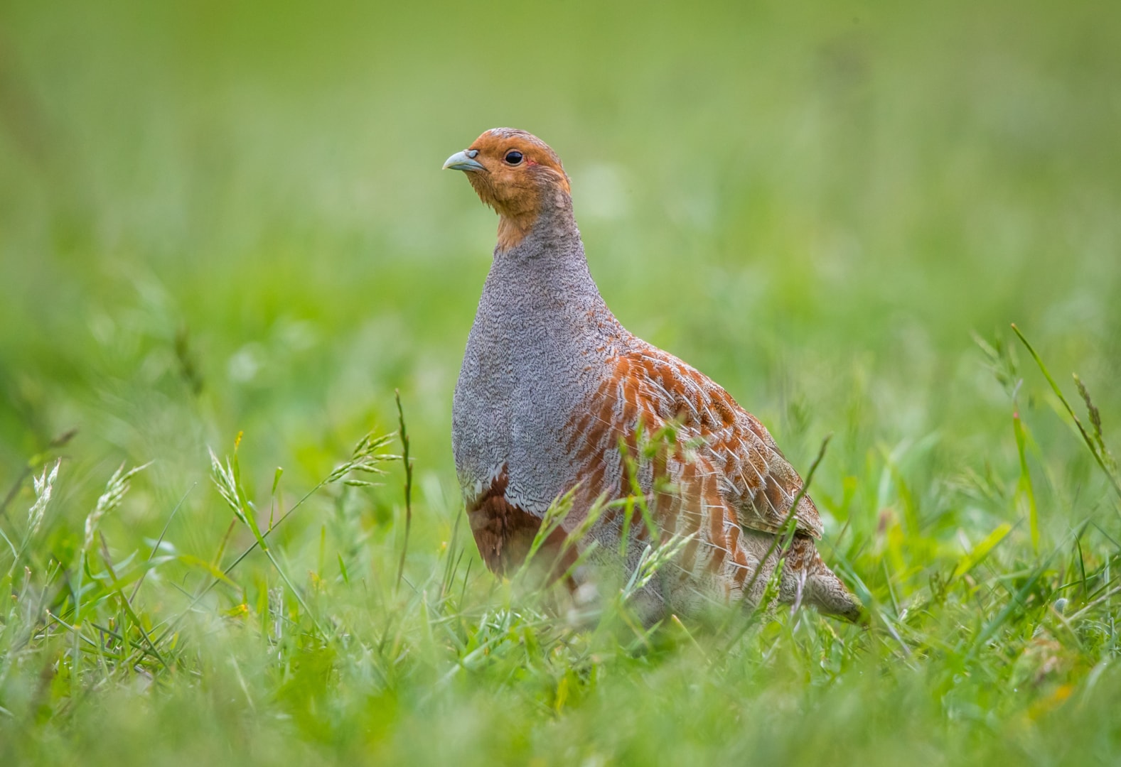 Grey Partridge by Peter Garrity - BirdGuides