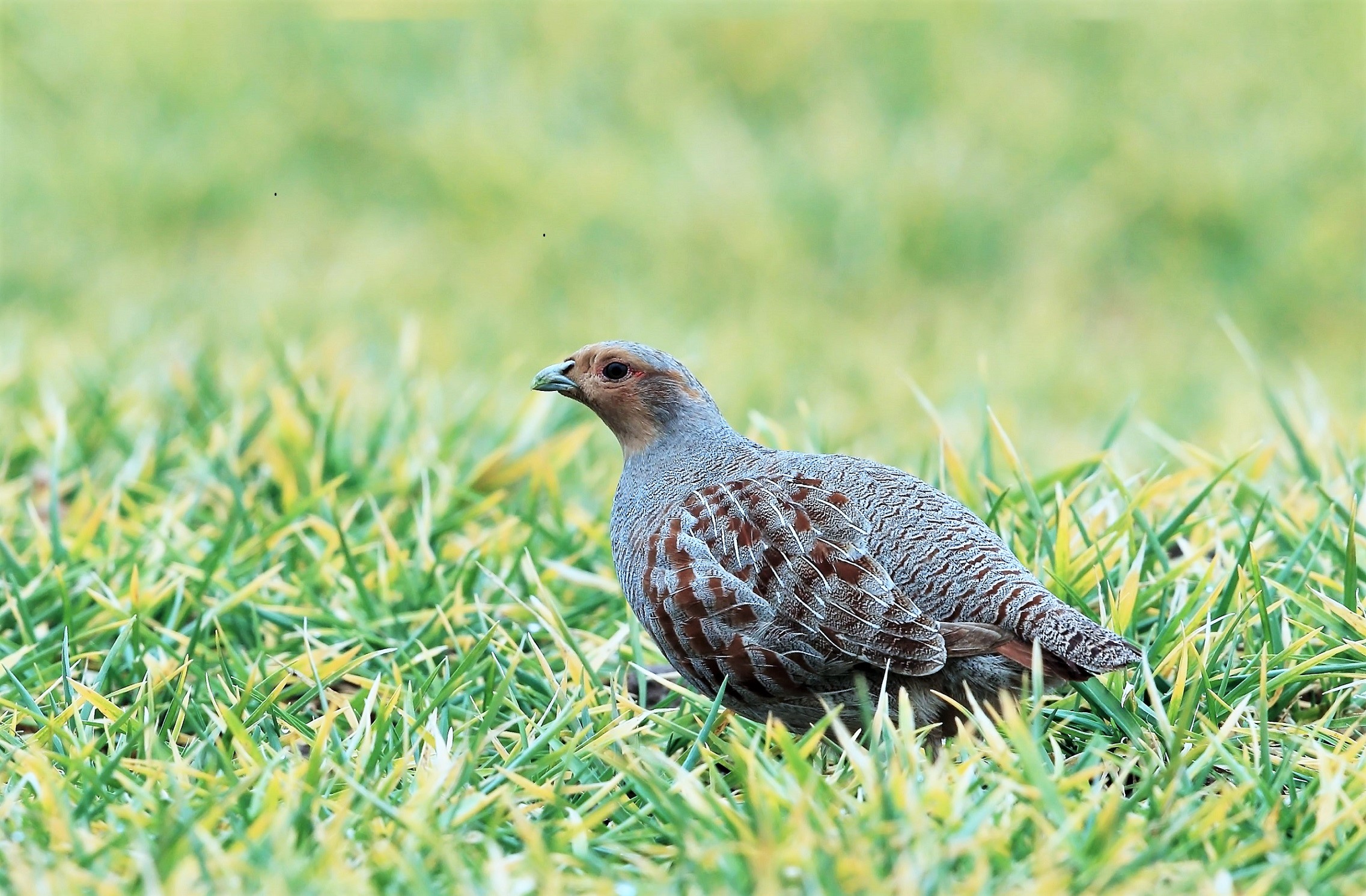 Grey Partridge by Graham Harden - BirdGuides