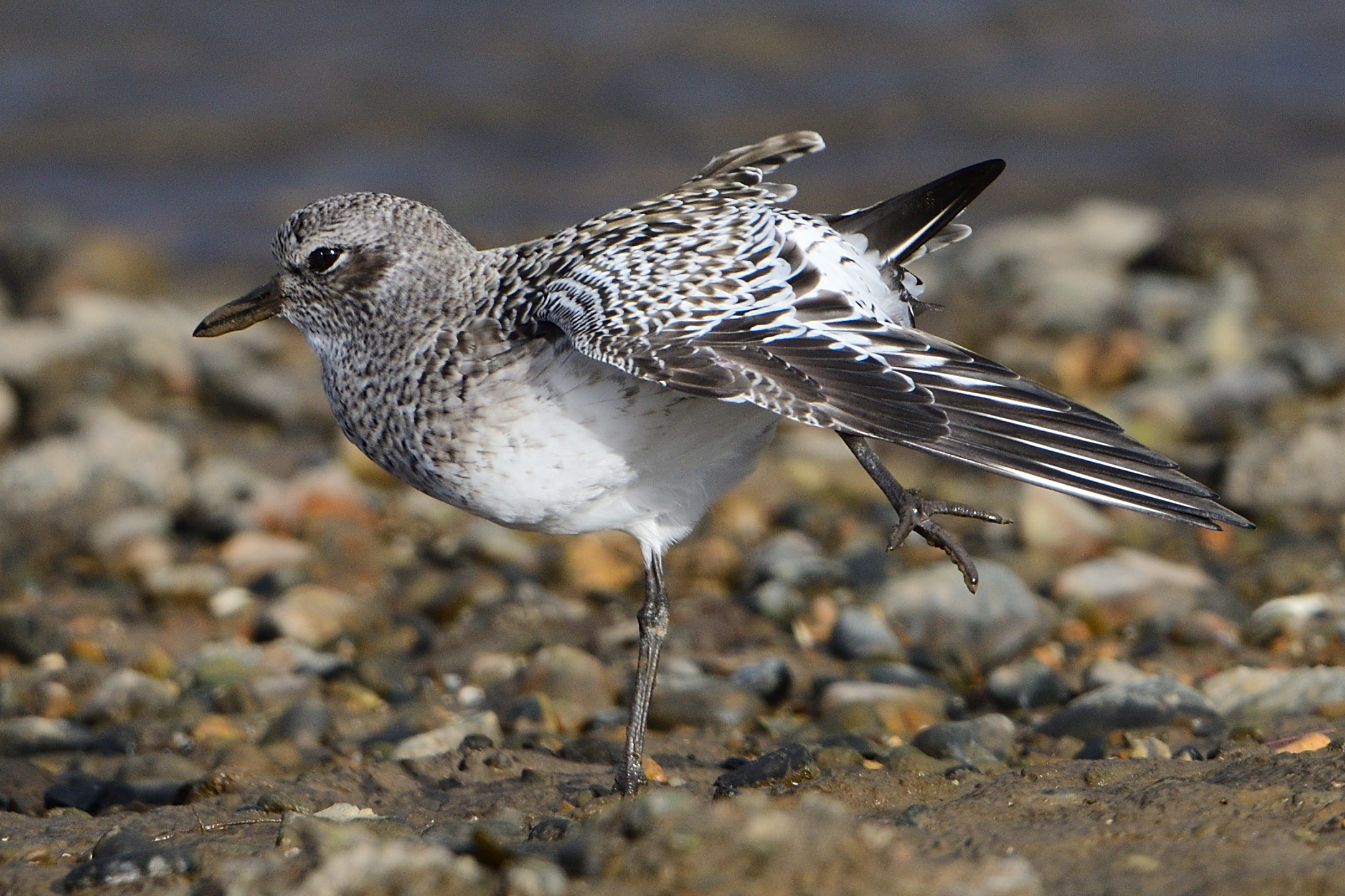 Details : Grey Plover - BirdGuides