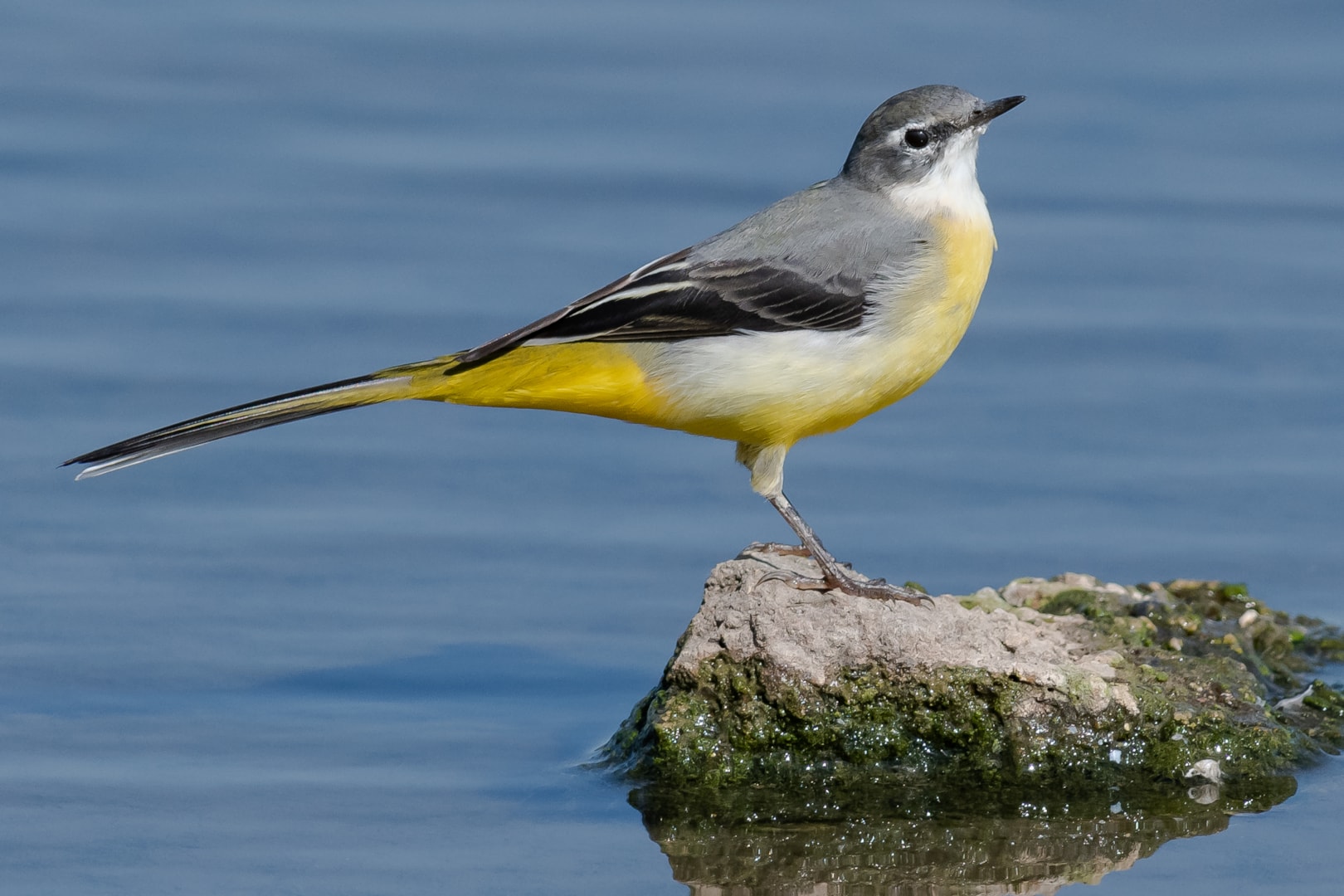 Grey Wagtail by Geoff Snowball - BirdGuides