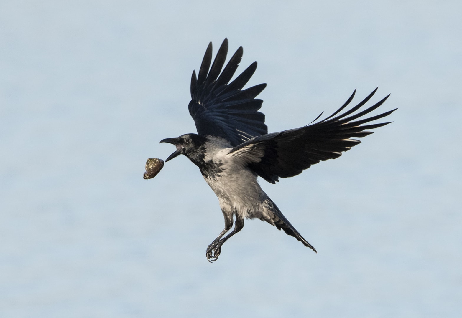 Hooded Crow by Richard Mills - BirdGuides
