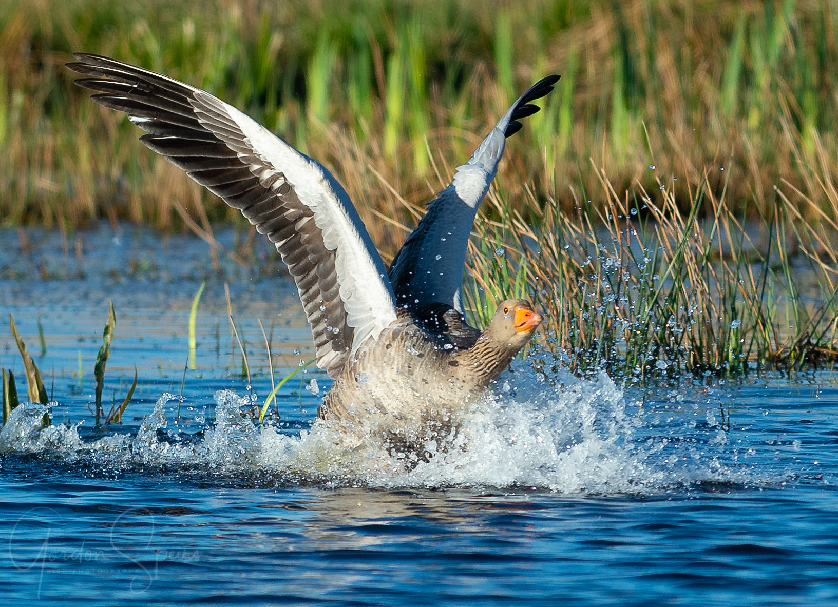 Greylag Goose by Gordon Speirs - BirdGuides