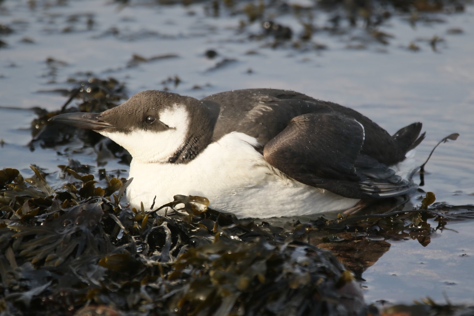 Guillemot by Steve Nicklin - BirdGuides
