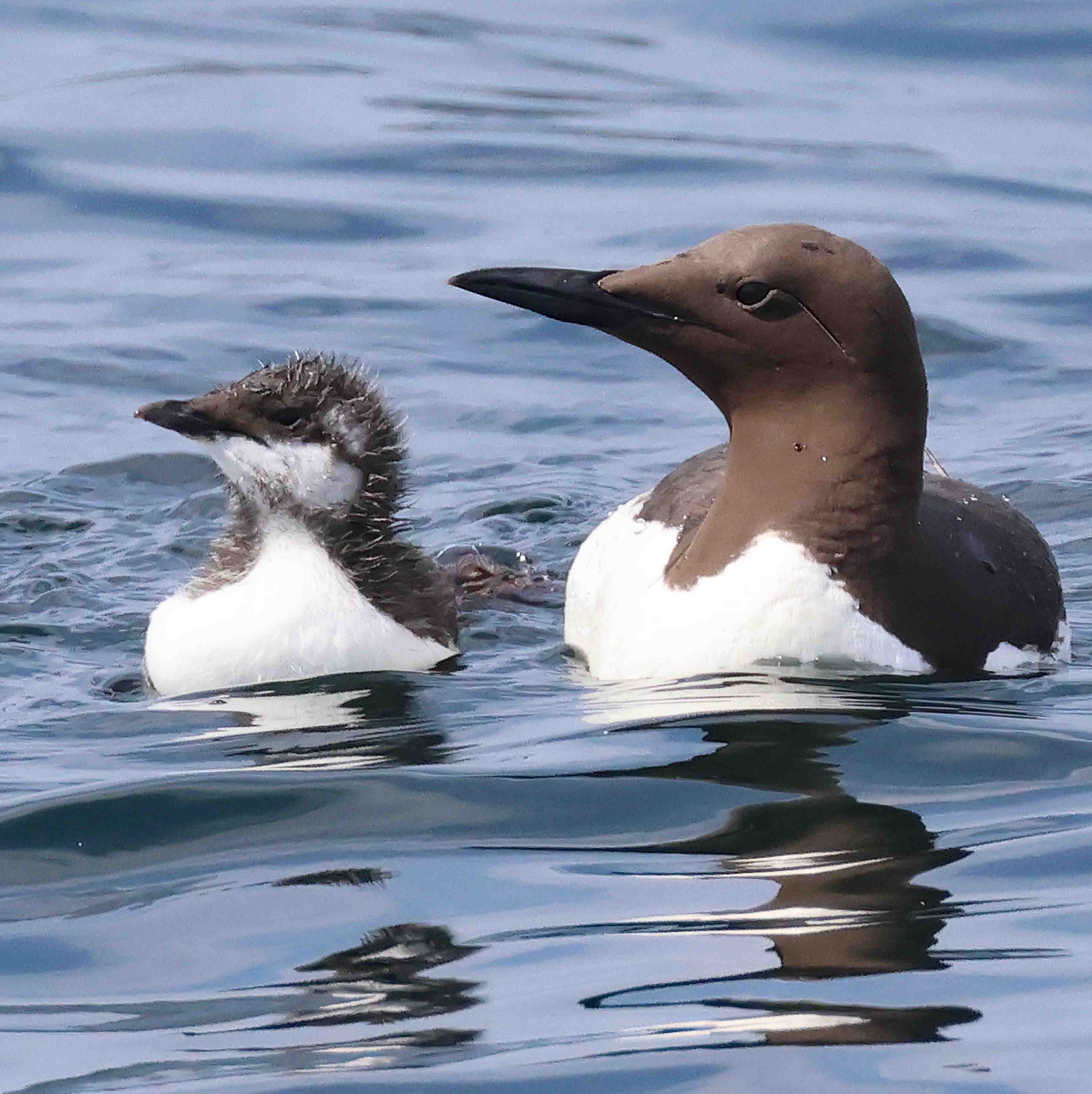 Guillemot by Christopher Bell - BirdGuides