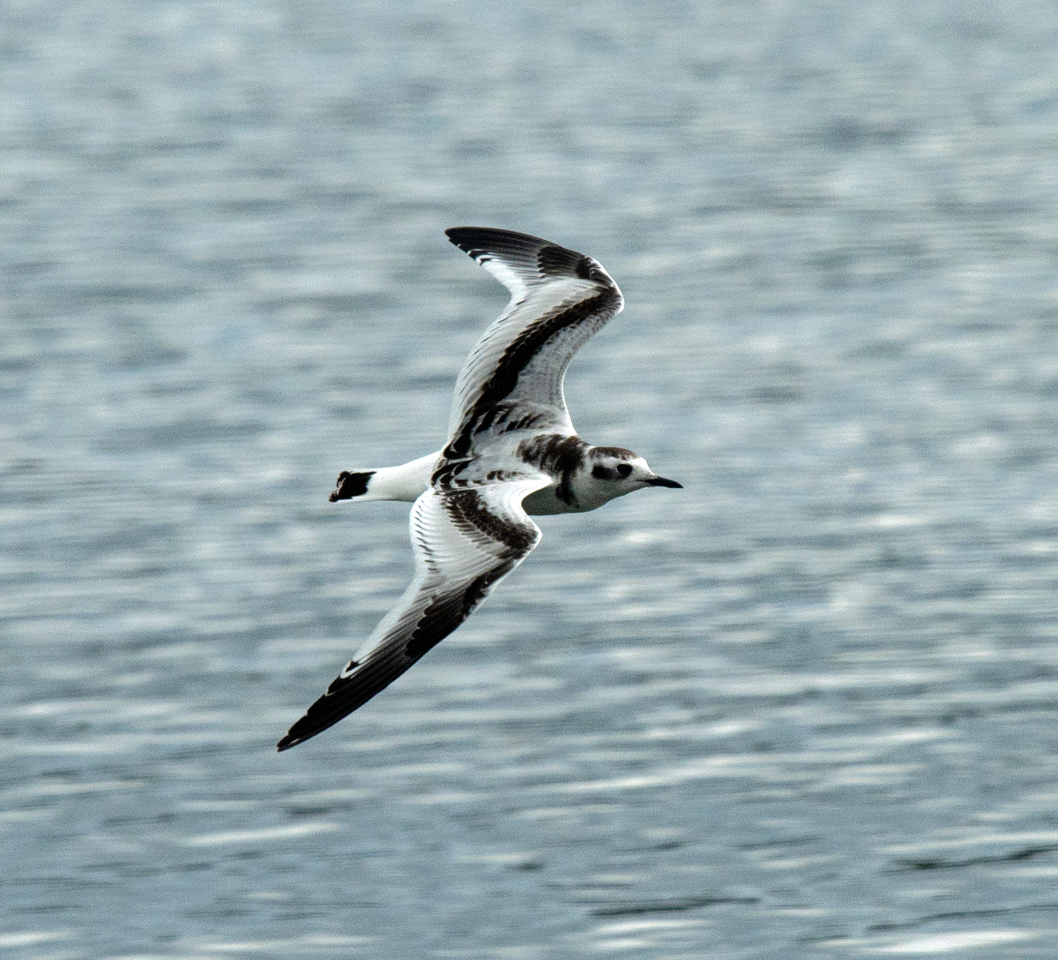 Birdwatching Sites in Nottinghamshire - BirdGuides