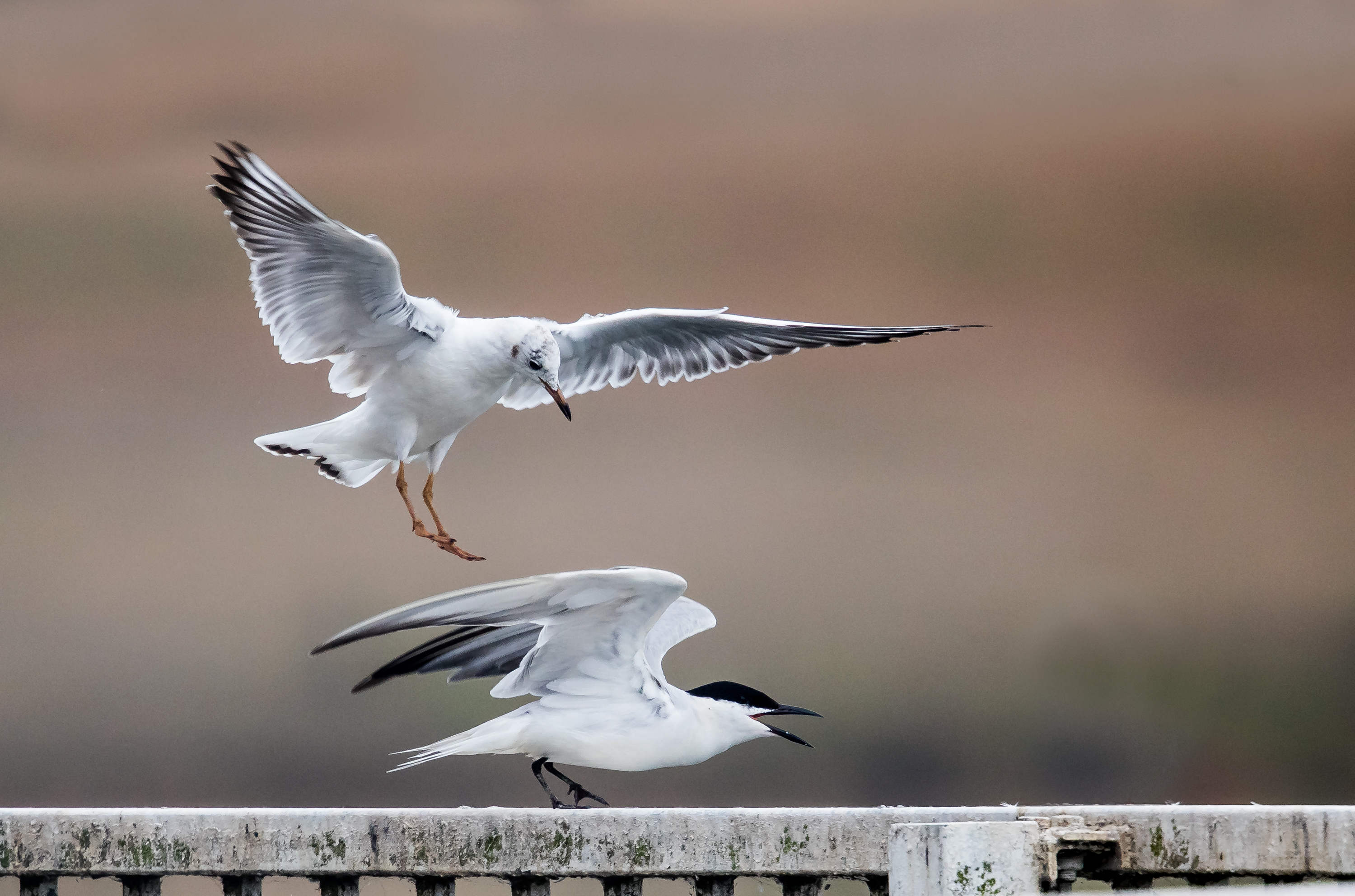 Details : Gull-billed Tern - BirdGuides