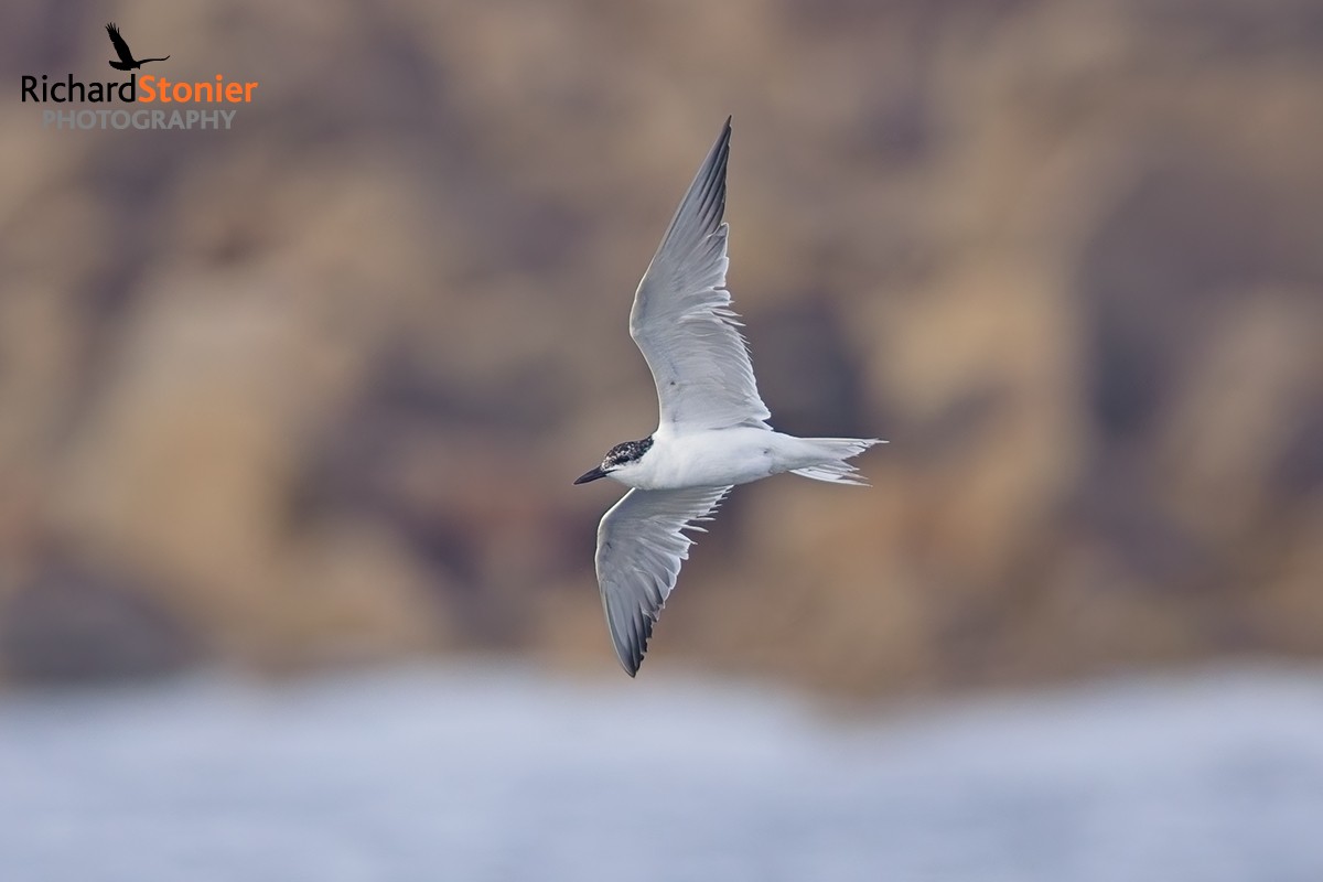 Gull-billed Tern by Richard Stonier - BirdGuides
