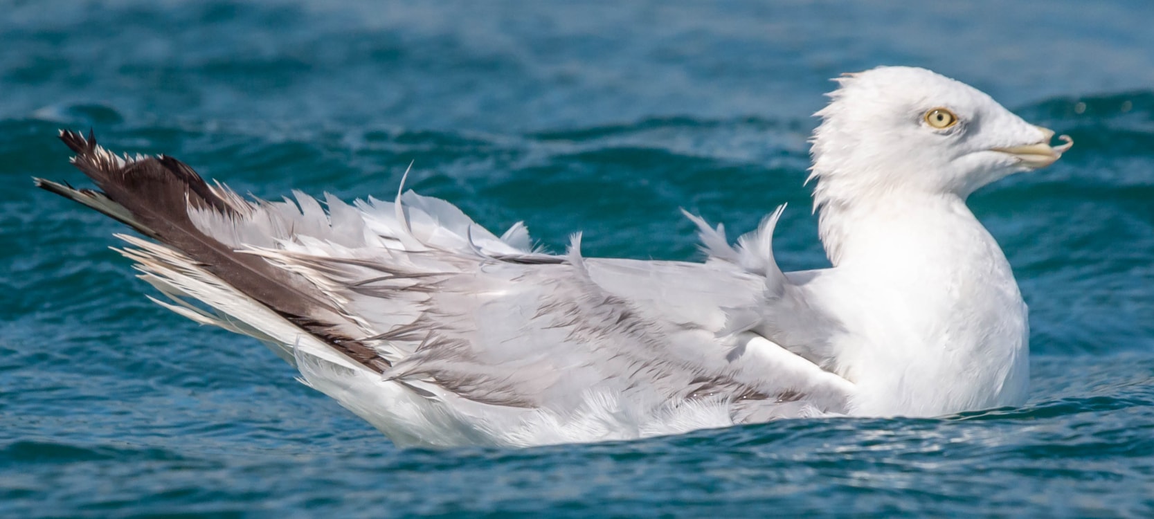 European Herring Gull by Adrian Roach - BirdGuides