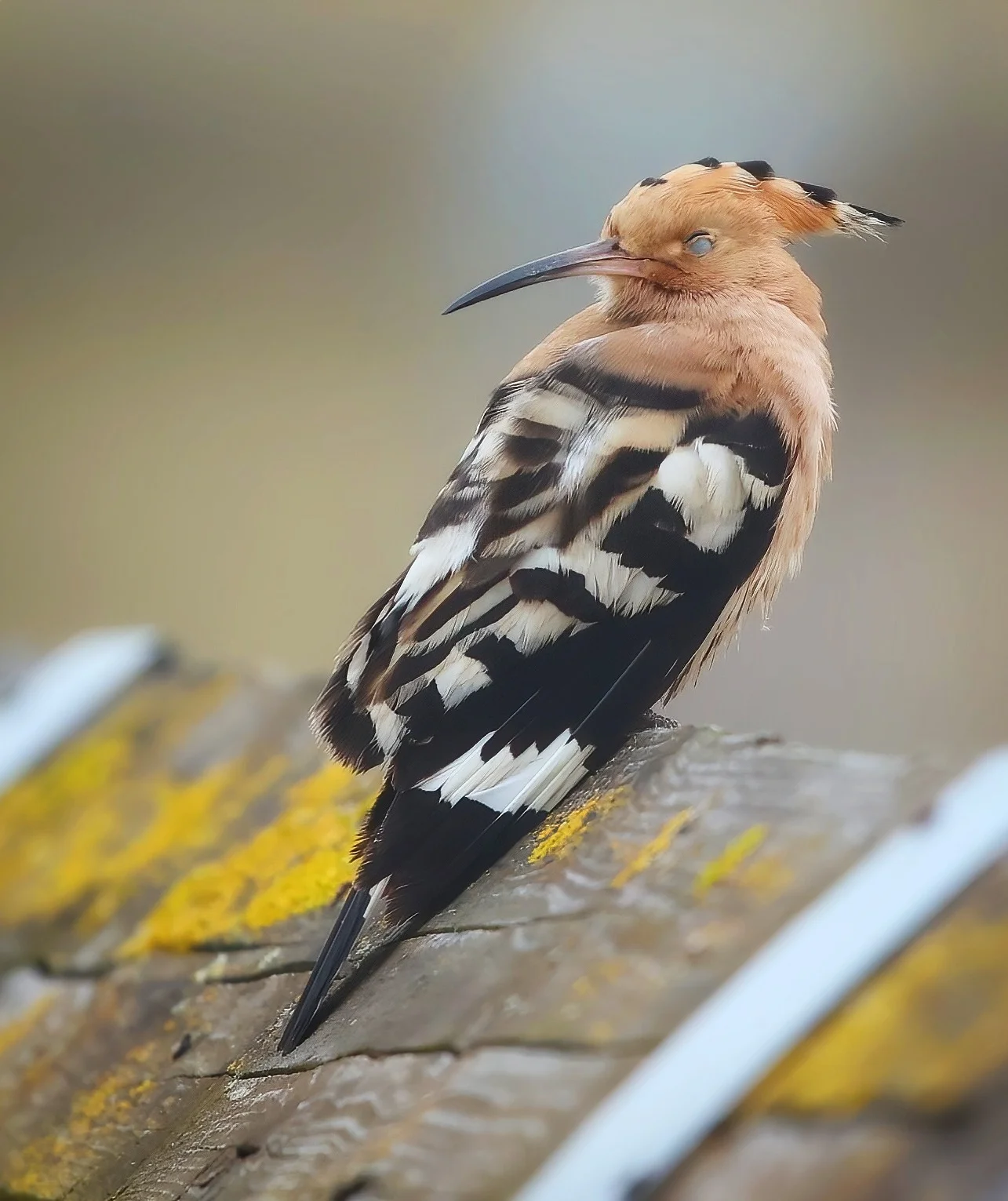 Details : Hoopoe - BirdGuides