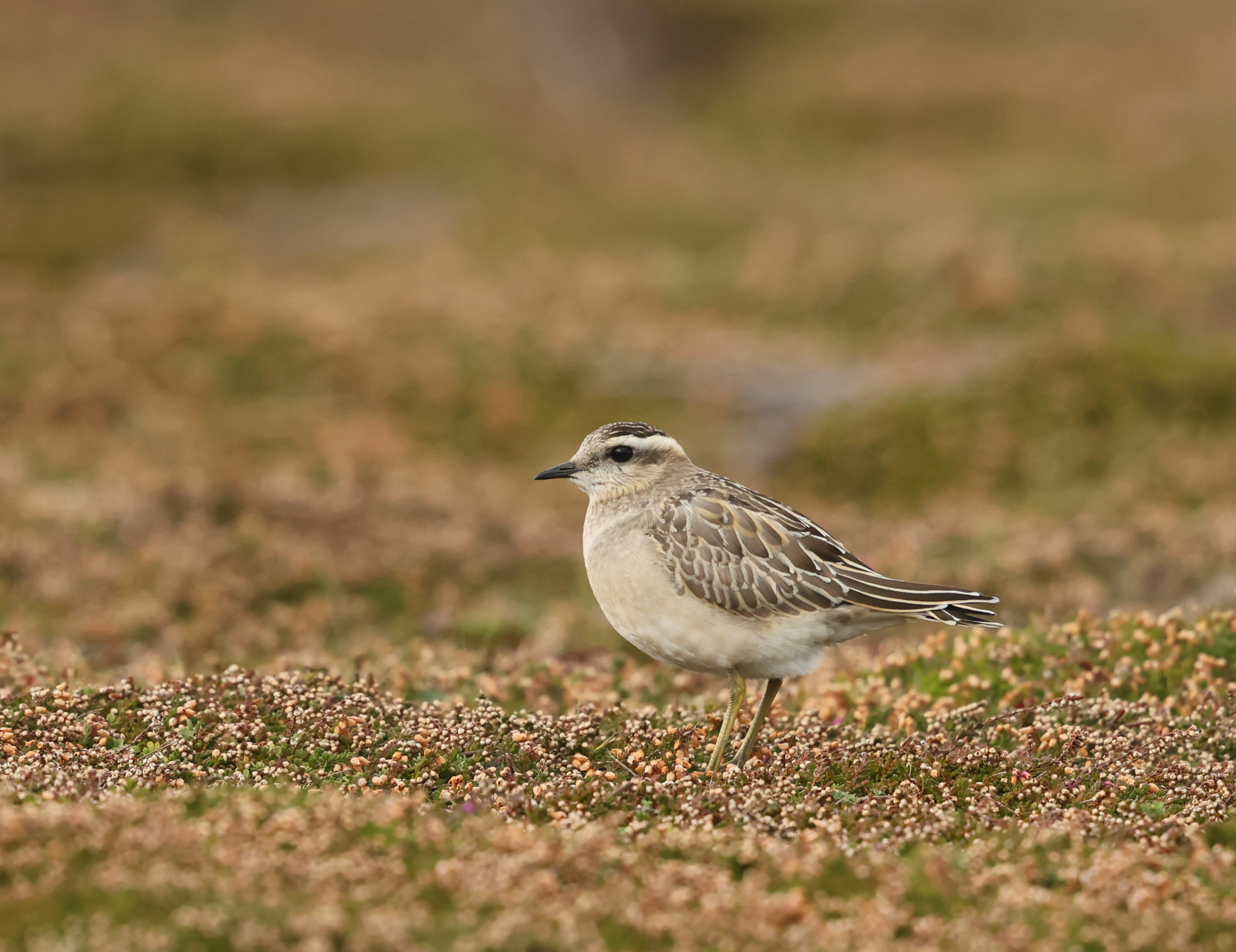 Eurasian Dotterel by Mark Leitch - BirdGuides