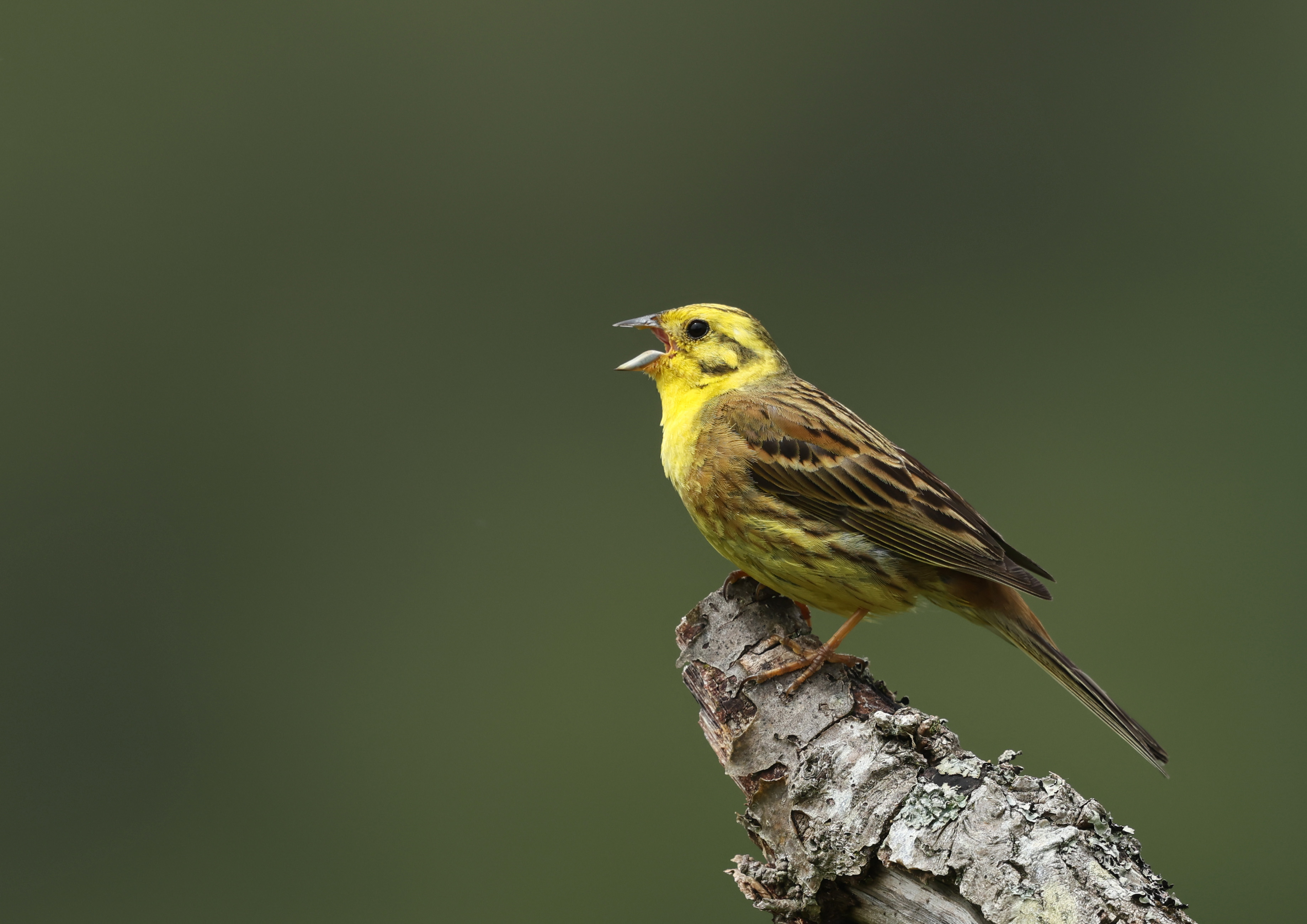 Yellowhammer by Mark Leitch - BirdGuides