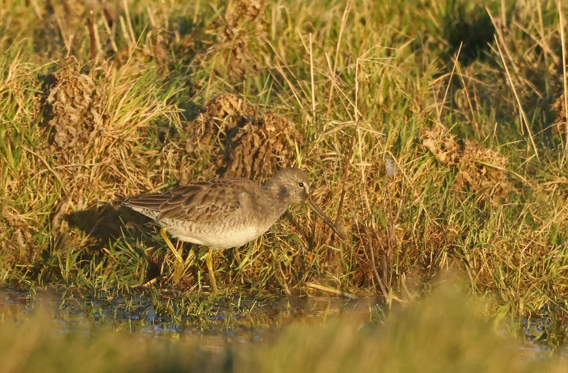 Long-billed Dowitcher by Mark Leitch - BirdGuides