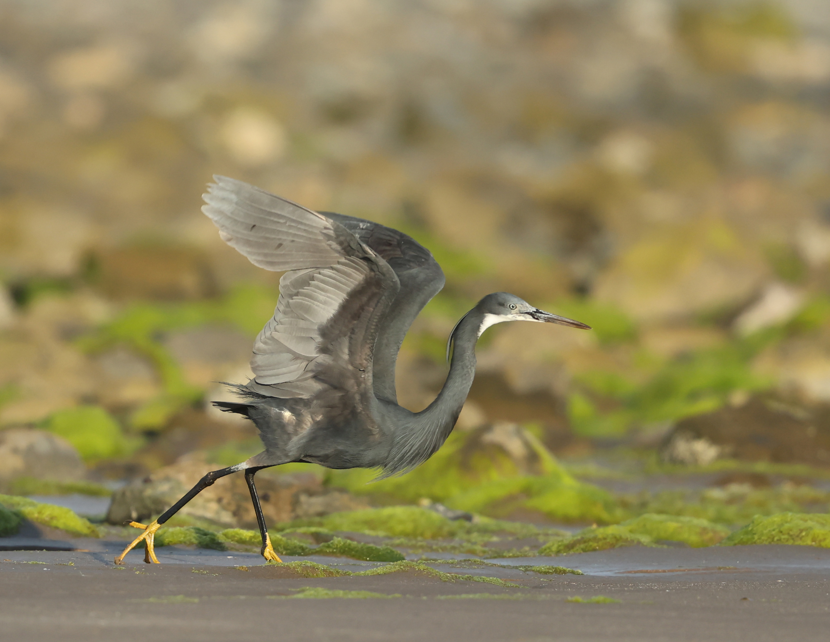 Western Reef Heron by Mark Leitch - BirdGuides