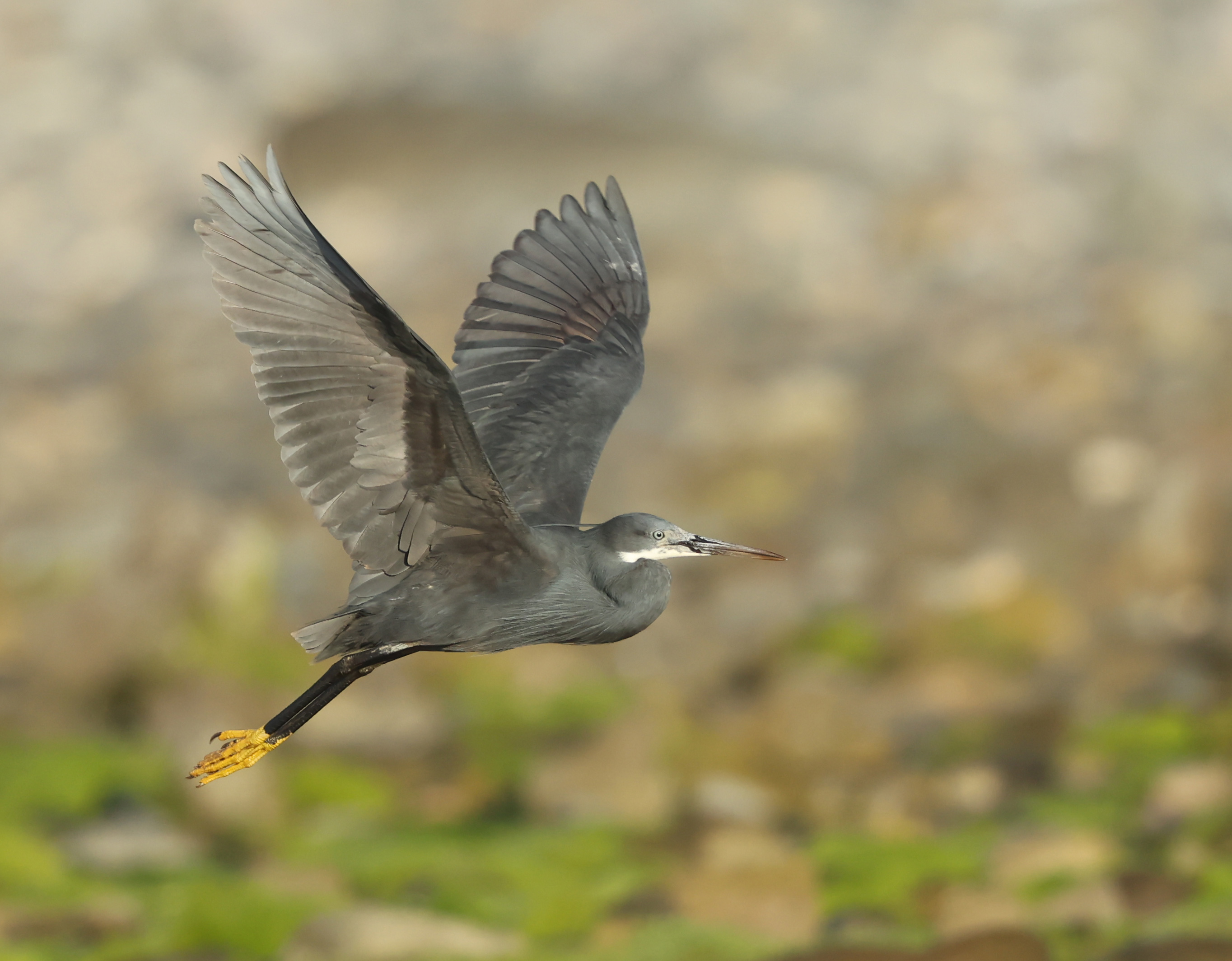 Western Reef Heron by Mark Leitch - BirdGuides