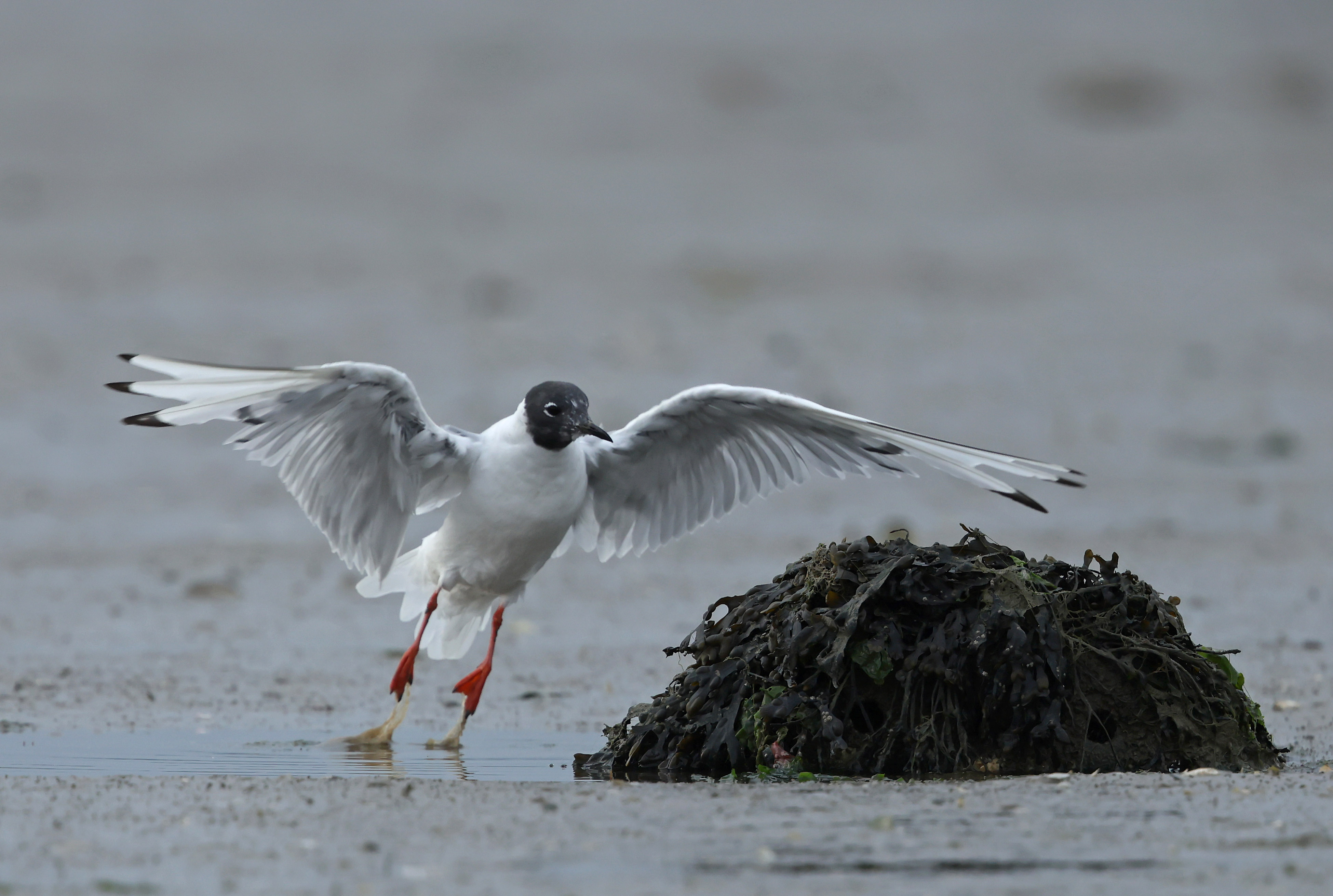Bonaparte's Gull by Mark Leitch - BirdGuides