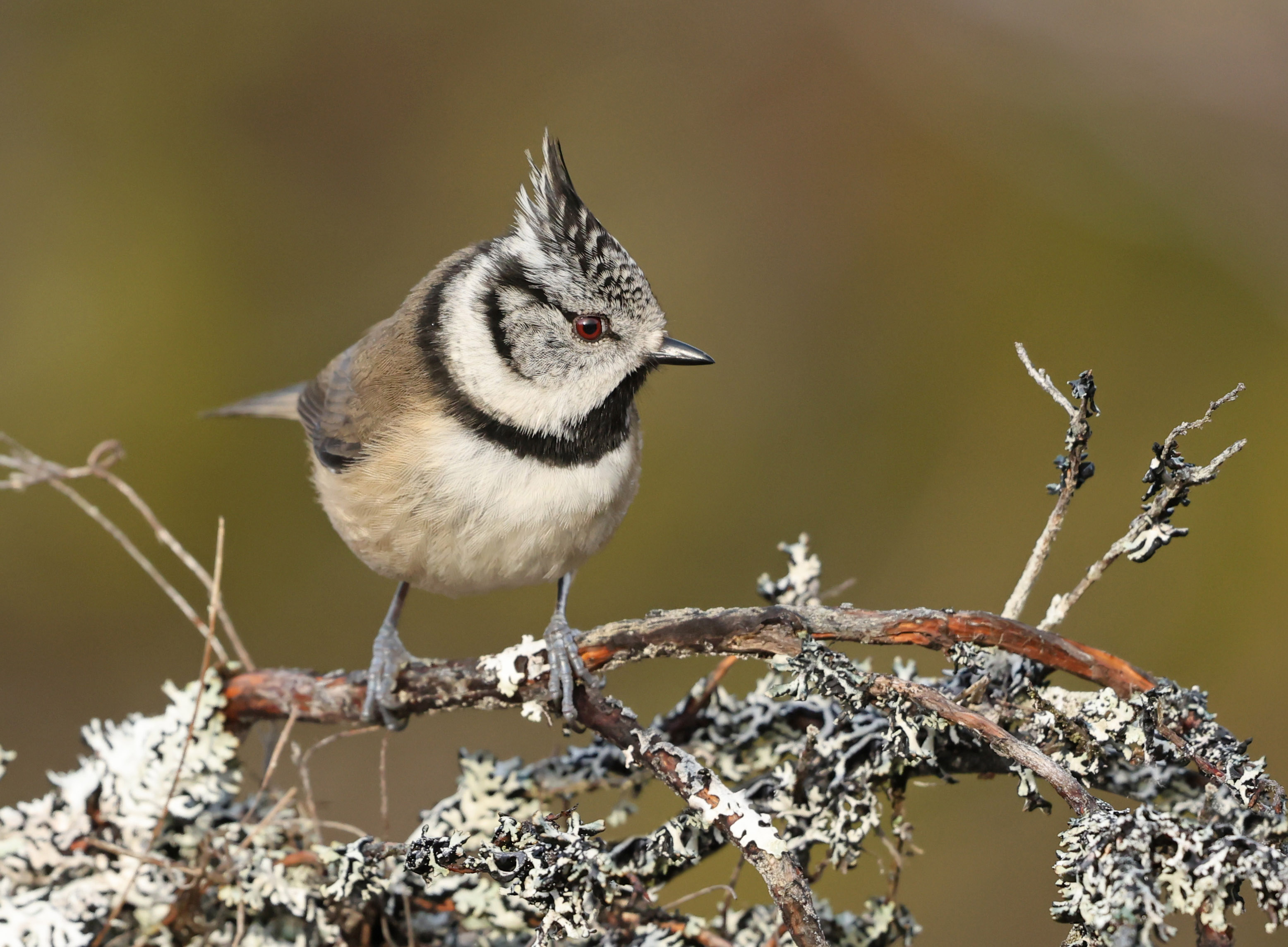 Crested Tit by Mark Leitch - BirdGuides