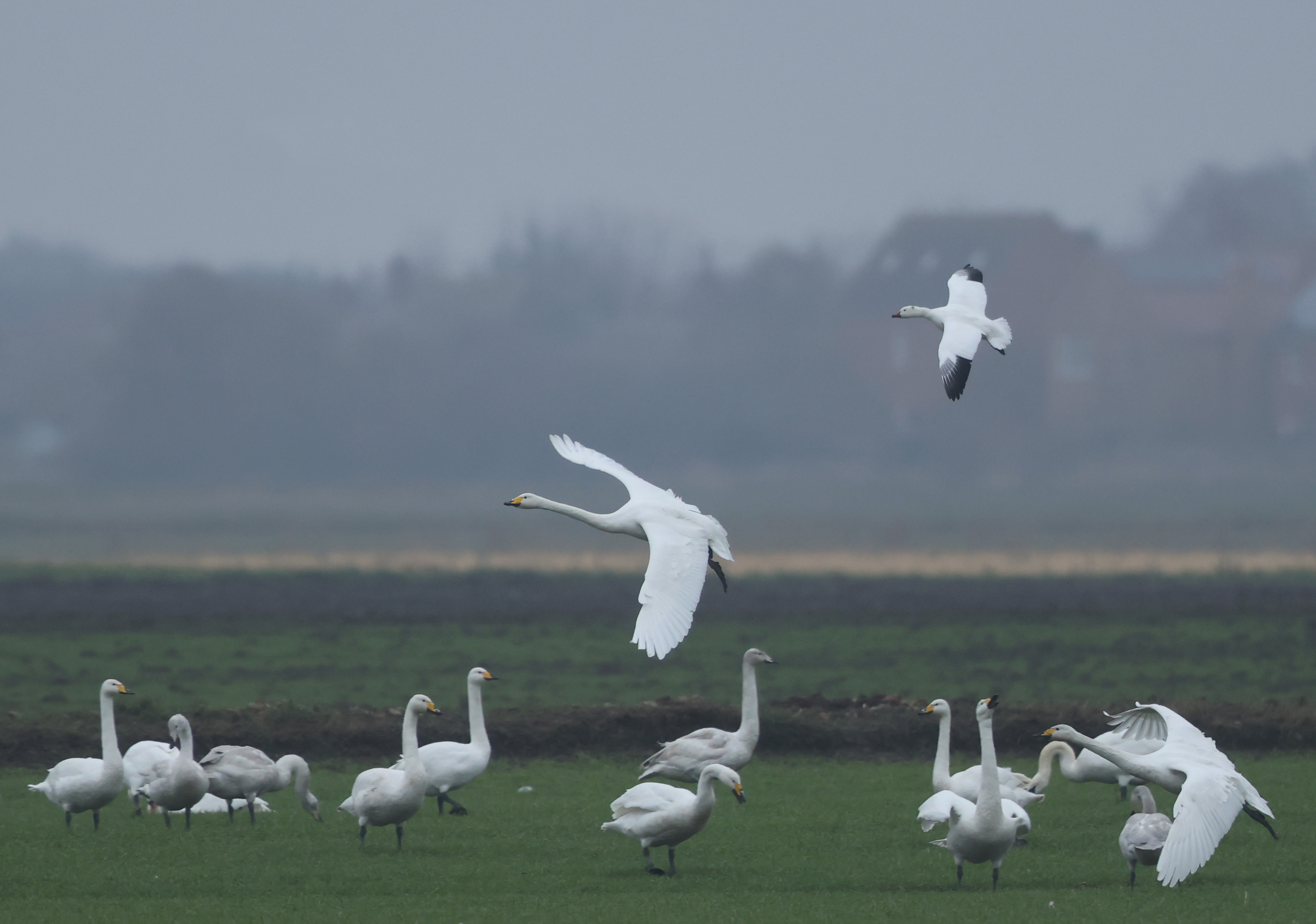 Snow Goose by Mark Leitch - BirdGuides