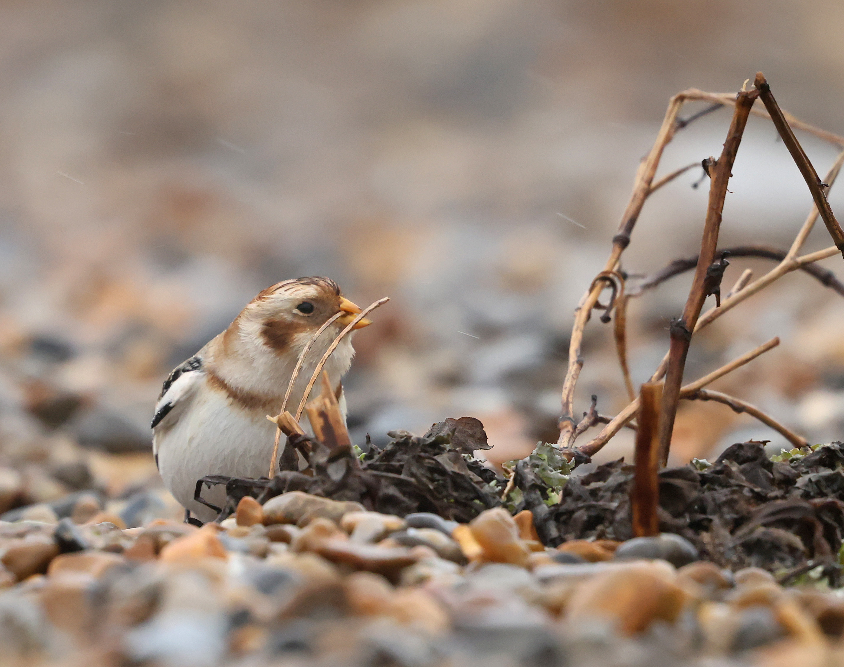 Snow Bunting by Mark Leitch - BirdGuides