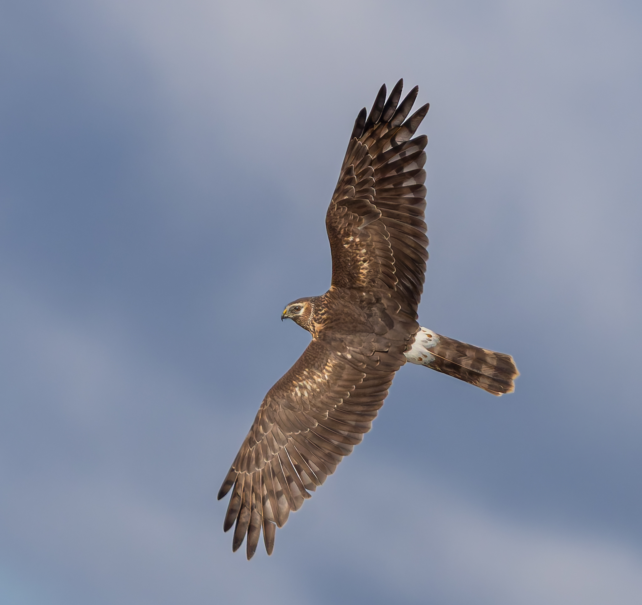 Missing Hen Harrier total since 2018 reaches 138 - BirdGuides