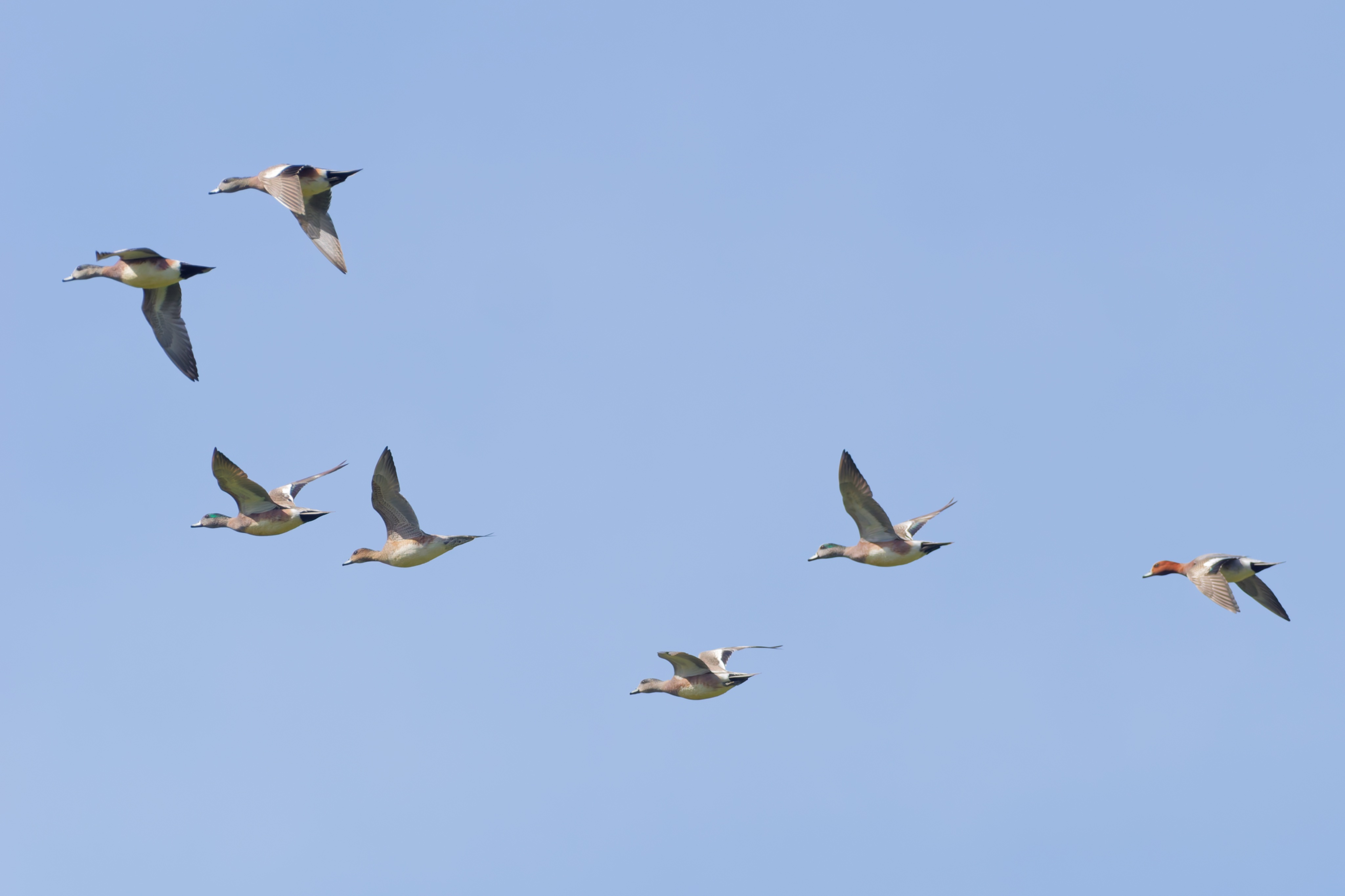 American Wigeon by Paul Roberts - BirdGuides