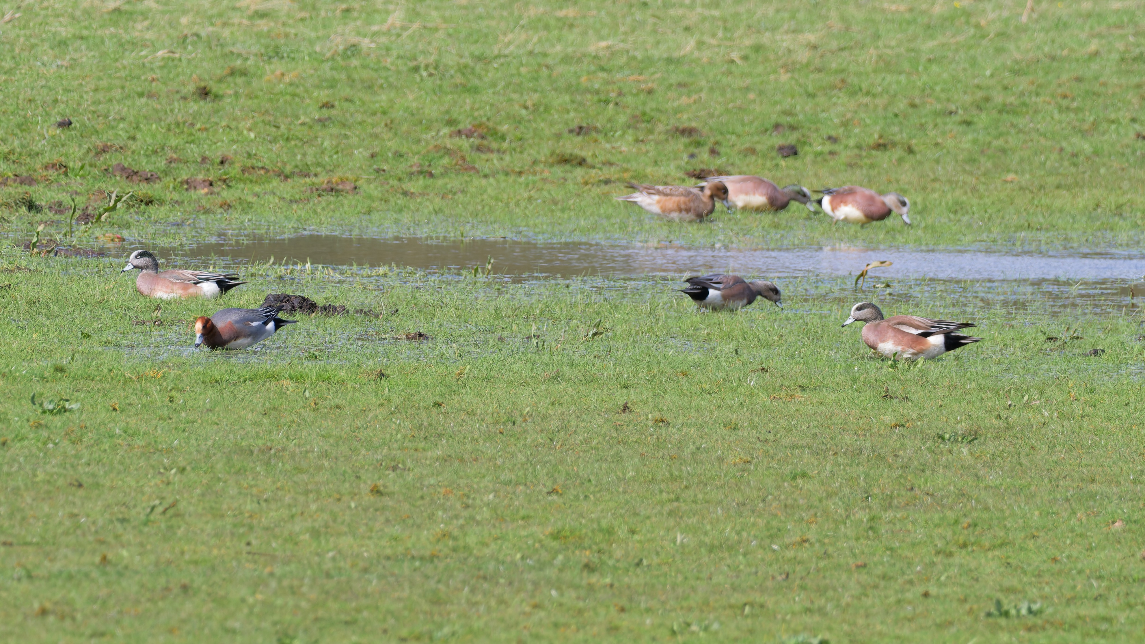 American Wigeon by Paul Roberts - BirdGuides