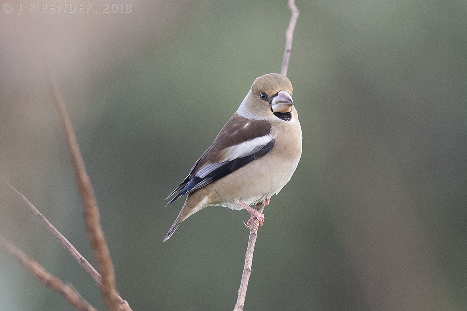Hawfinch by Joe Pender - BirdGuides