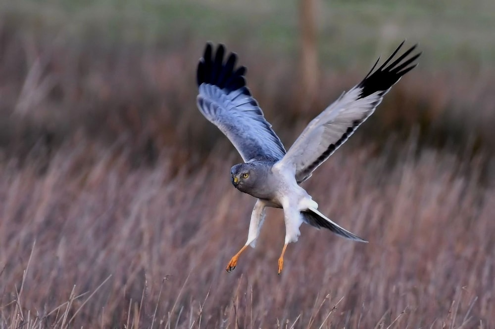 Breeding success for English Hen Harriers - BirdGuides